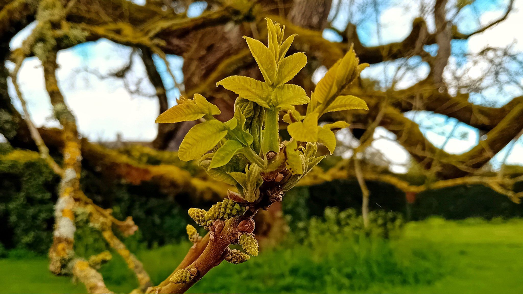 Walnut Tree Wallpapers - Top Free Walnut Tree Backgrounds - WallpaperAccess