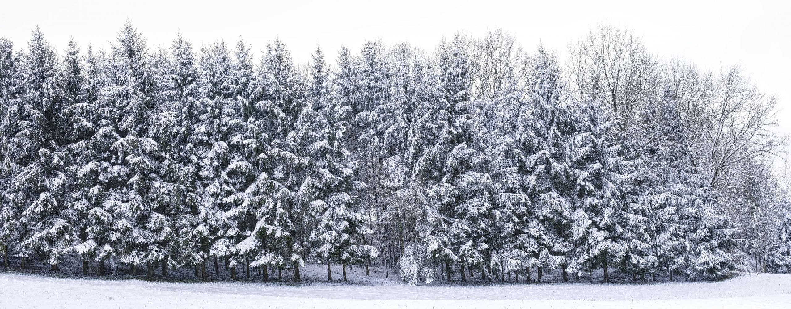 Winter Snow Trees Wallpapers - Top Free Winter Snow Trees Backgrounds ...