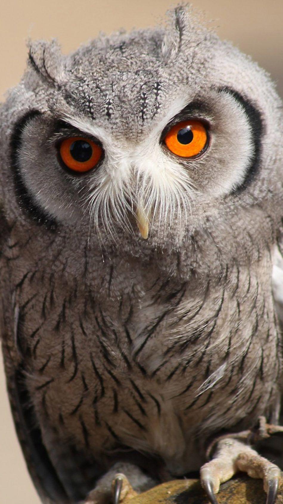 Owl Mobile Wallpapers - Top Free Owl Mobile Backgrounds - WallpaperAccess