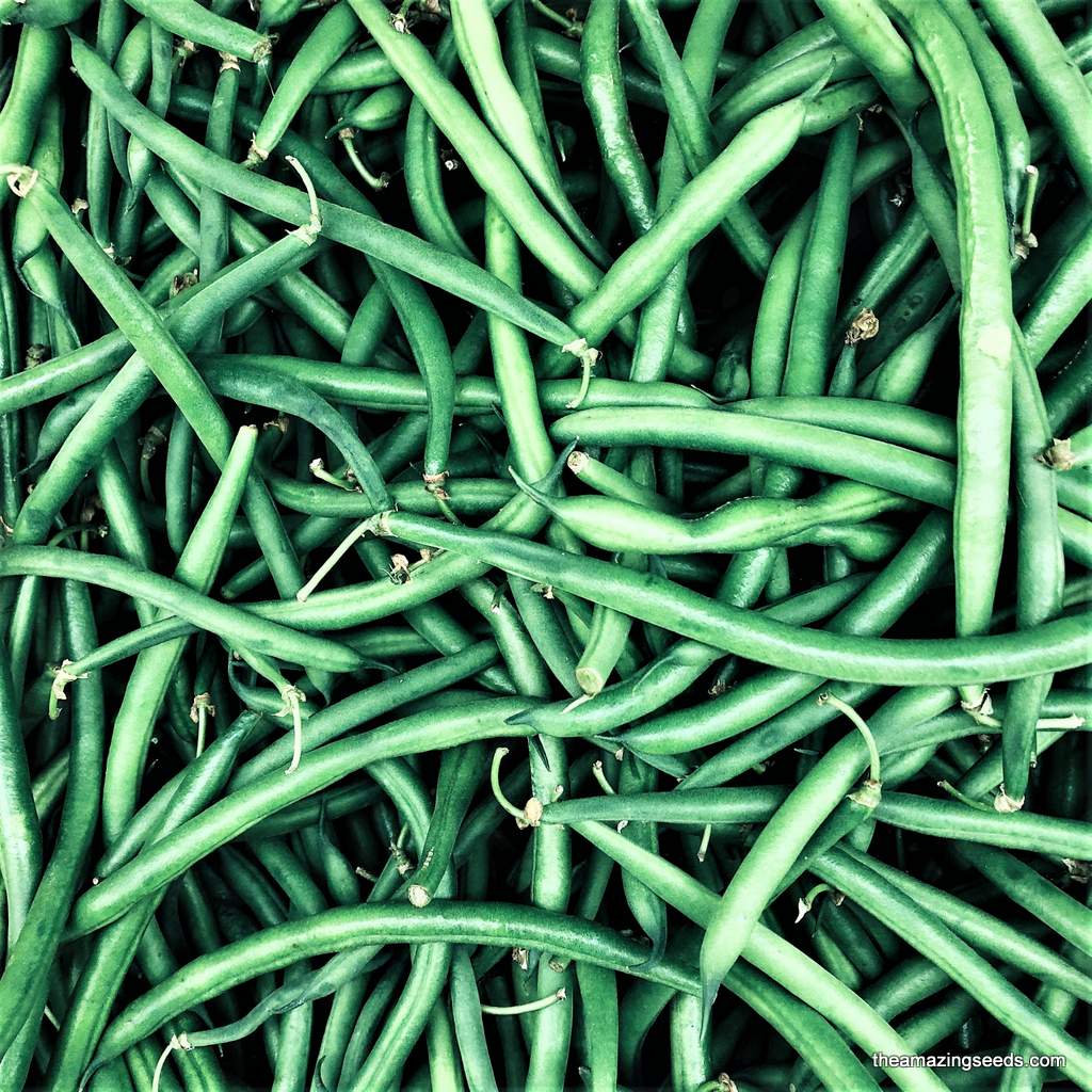 Green Beans Wallpapers - Top Free Green Beans Backgrounds - WallpaperAccess