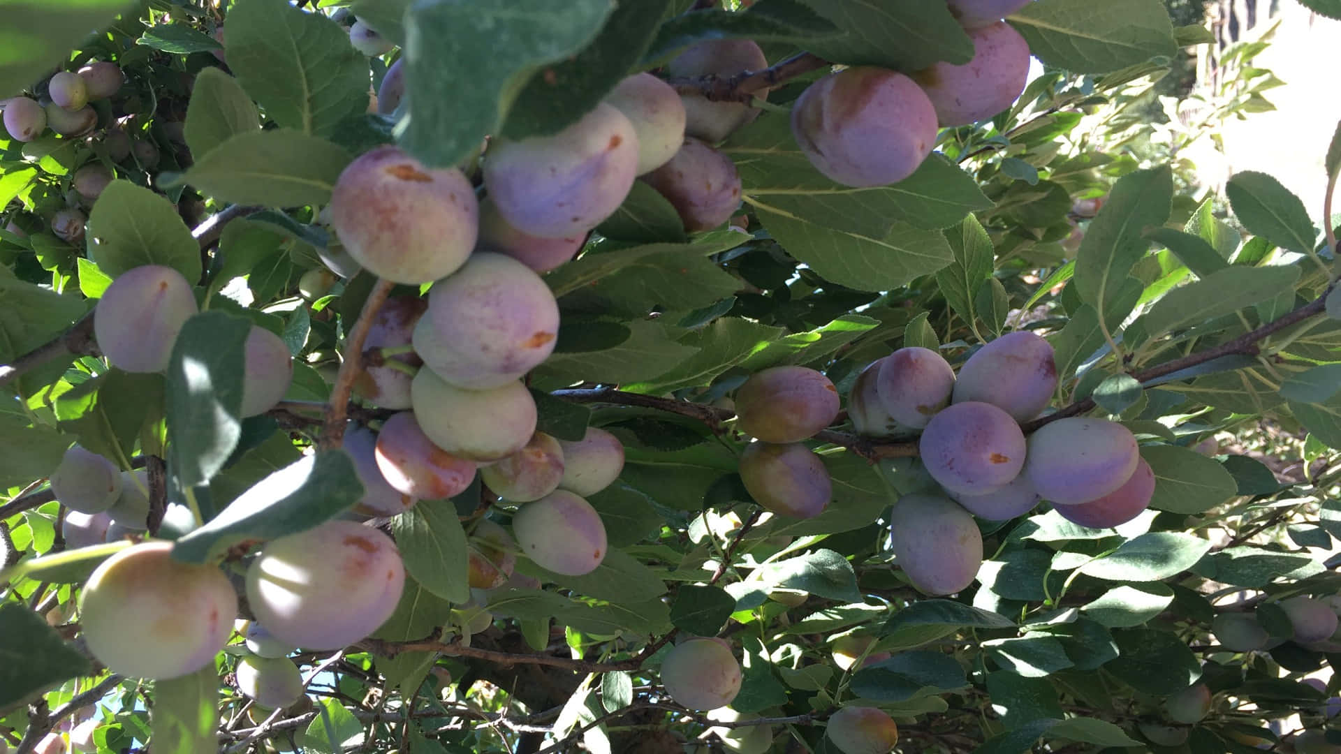 Plum Tree Wallpapers - Top Free Plum Tree Backgrounds - WallpaperAccess
