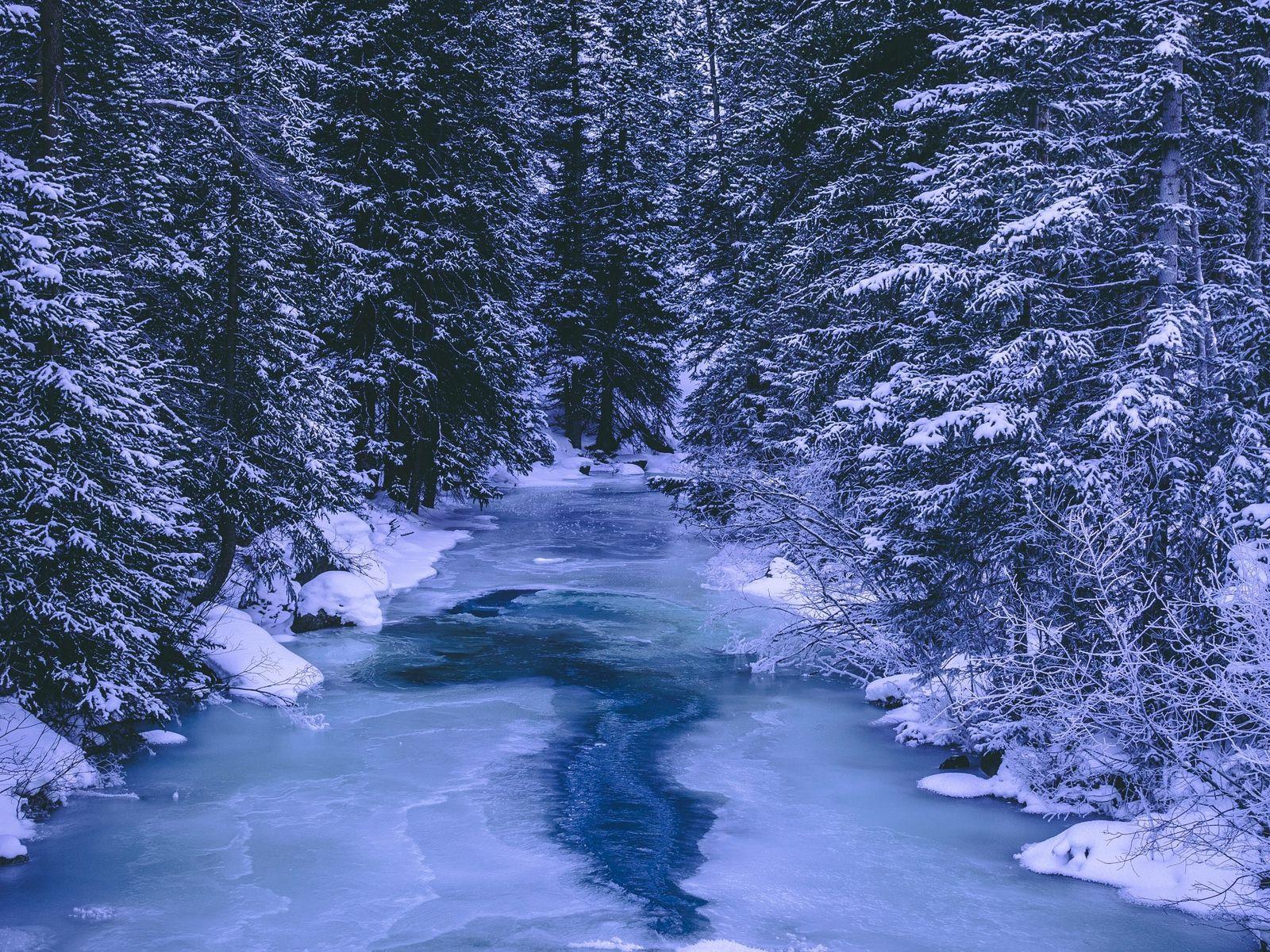 Ice Forest Wallpapers - Top Free Ice Forest Backgrounds - WallpaperAccess