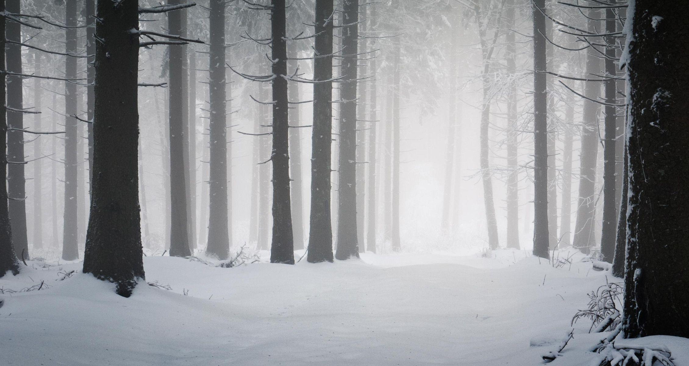 Snow Forest HD Wallpapers - Top Free Snow Forest HD Backgrounds ...