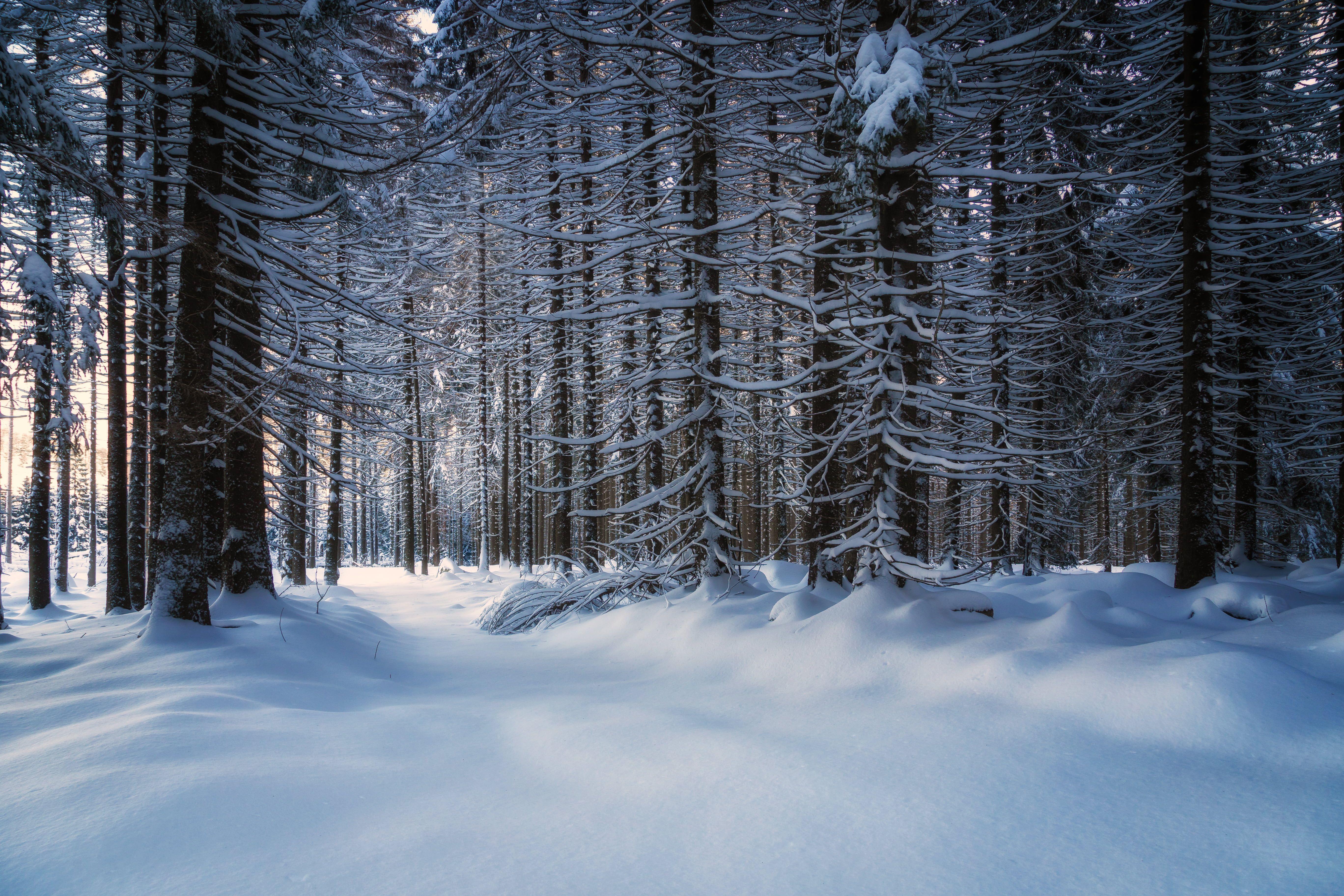 Snow Forest HD Wallpapers - Top Free Snow Forest HD Backgrounds ...