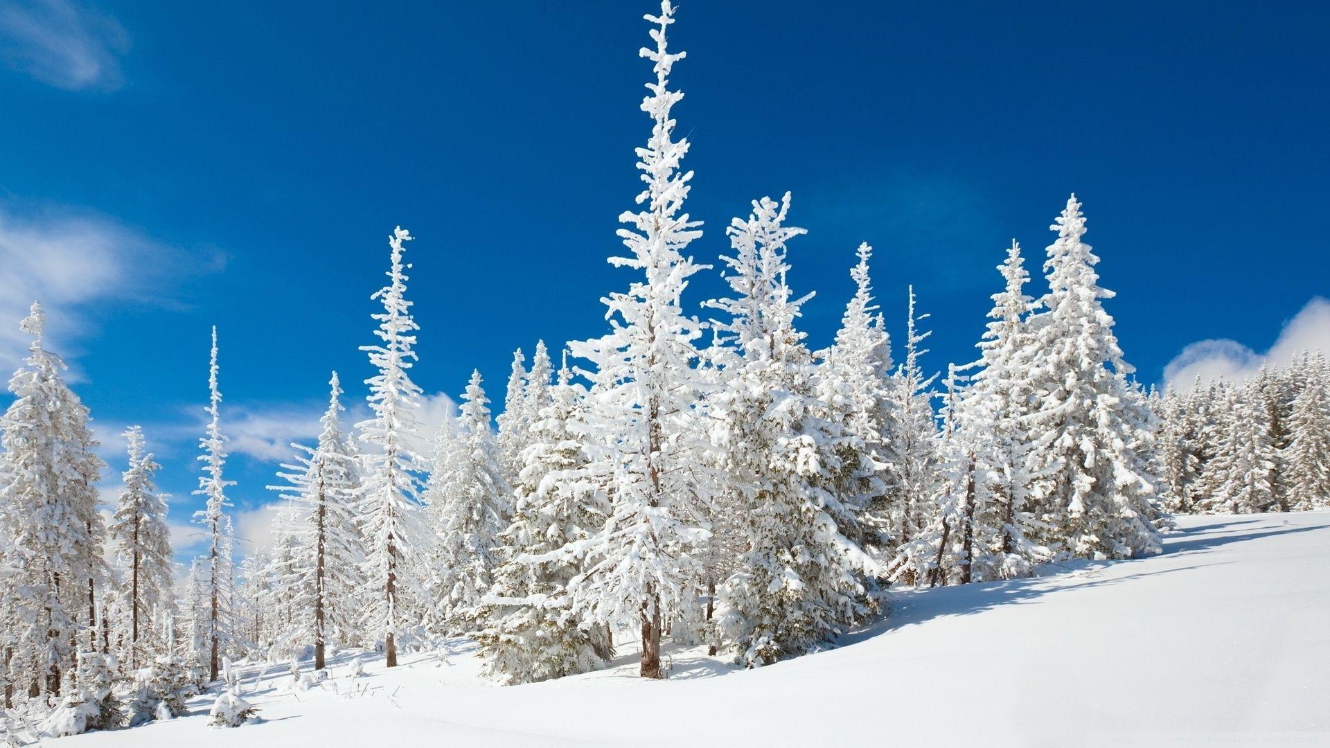 Snow Forest HD Wallpapers - Top Free Snow Forest HD Backgrounds ...