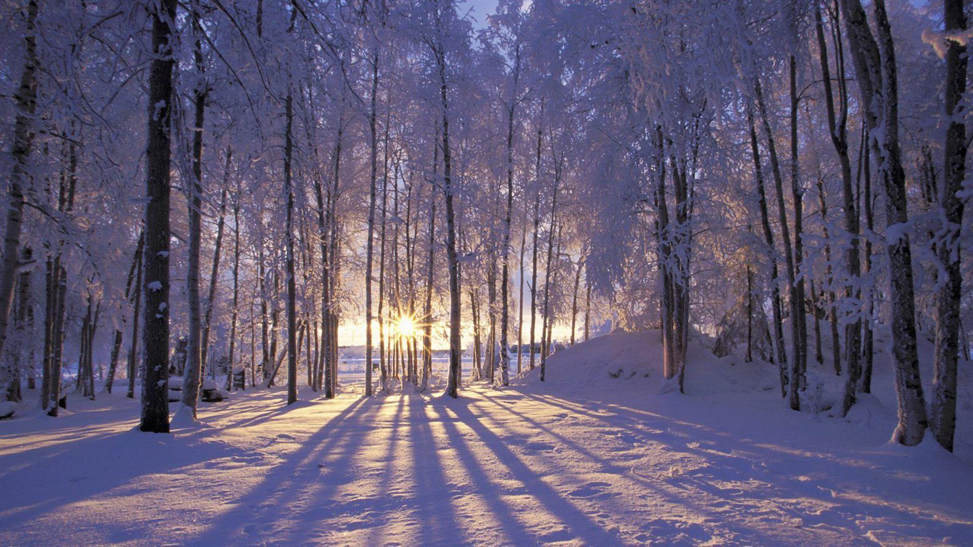 Snowy Forest Wallpapers - Top Free Snowy Forest Backgrounds ...