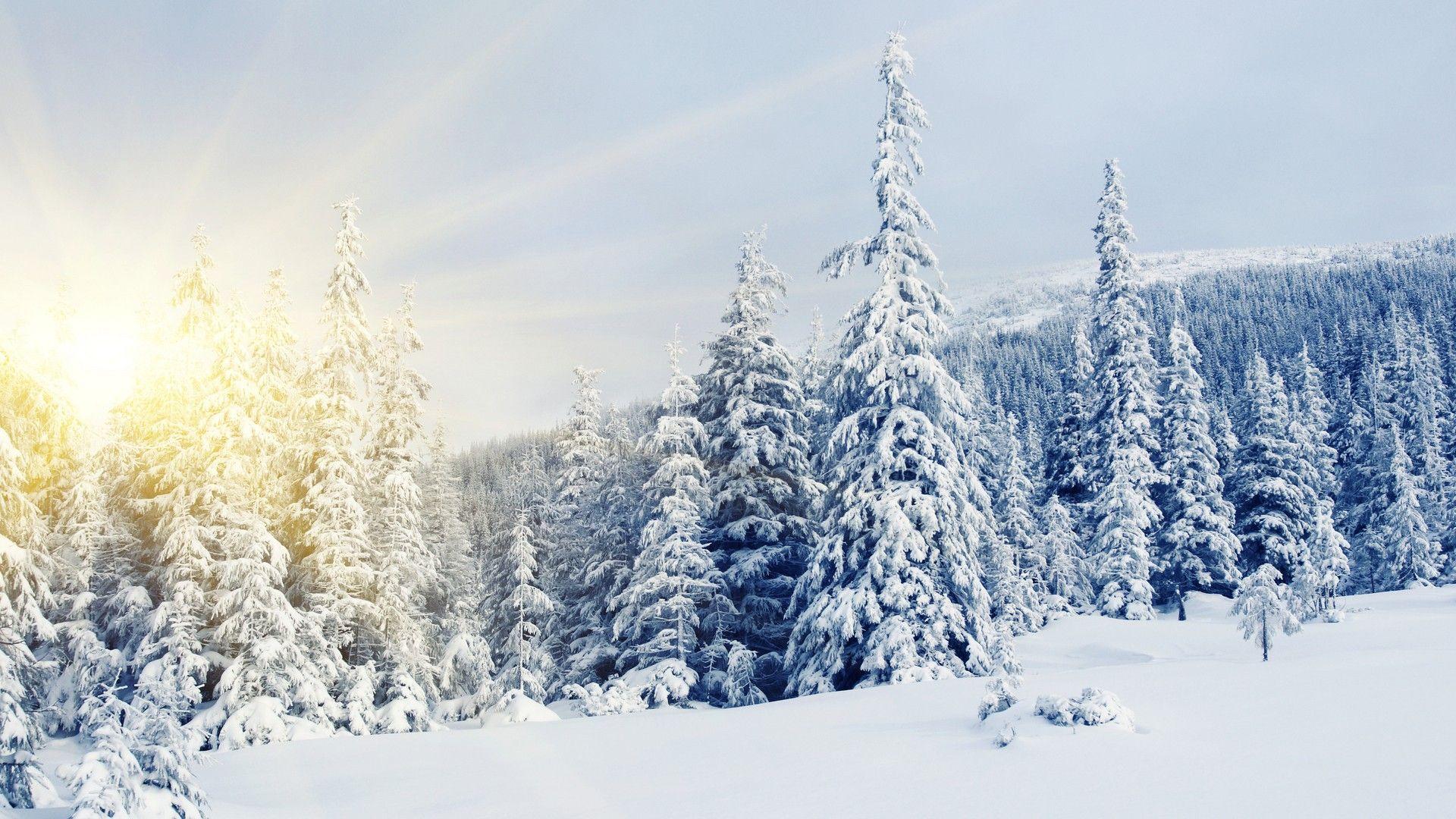 Snow Trees Wallpapers - Top Free Snow Trees Backgrounds - WallpaperAccess