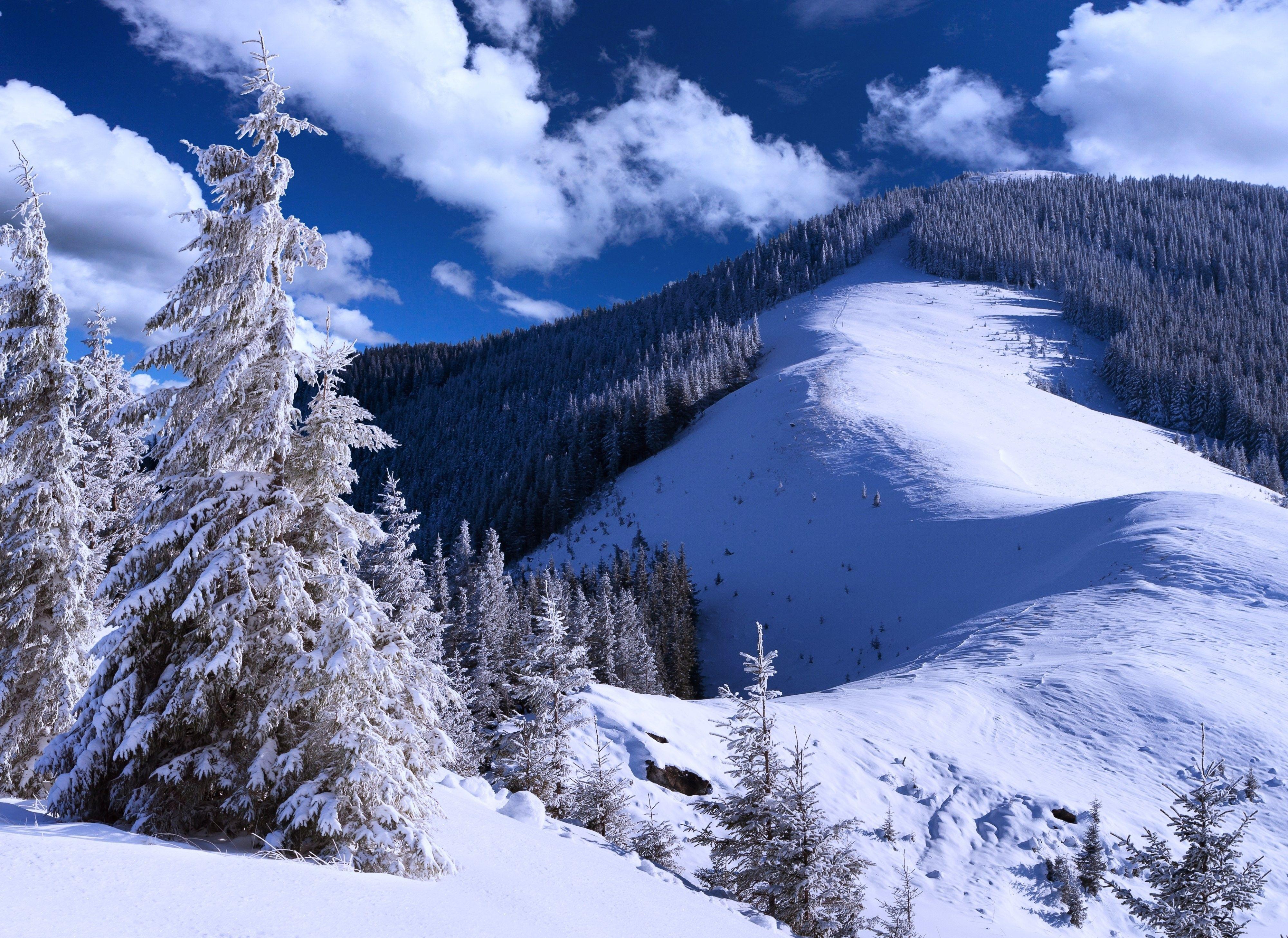 Snow Forest HD Wallpapers - Top Free Snow Forest HD Backgrounds ...