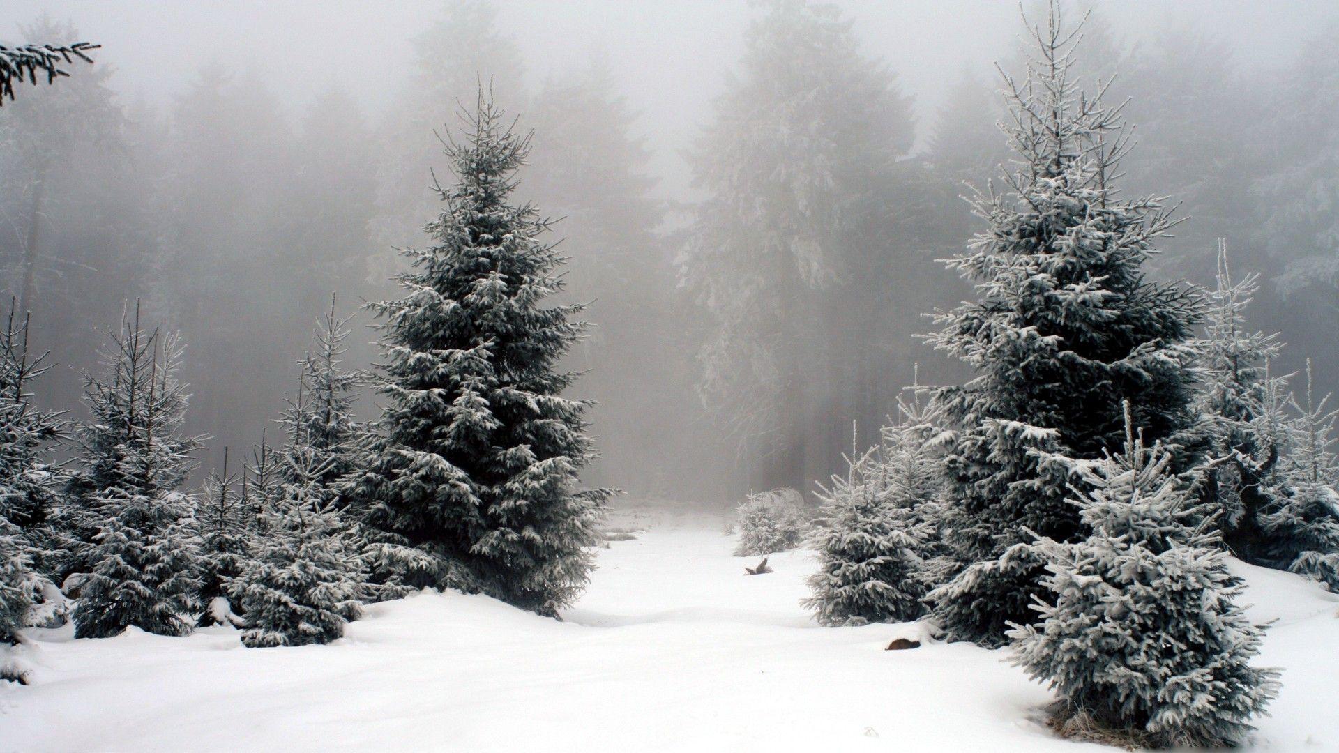 Snowy Forest Wallpapers - Top Free Snowy Forest Backgrounds ...