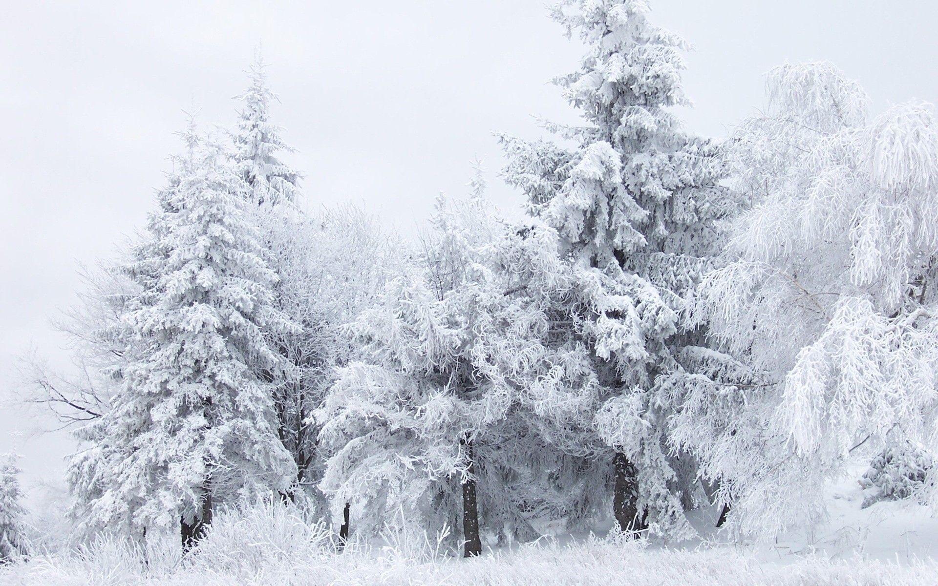 Snow Trees Wallpapers - Top Free Snow Trees Backgrounds - WallpaperAccess