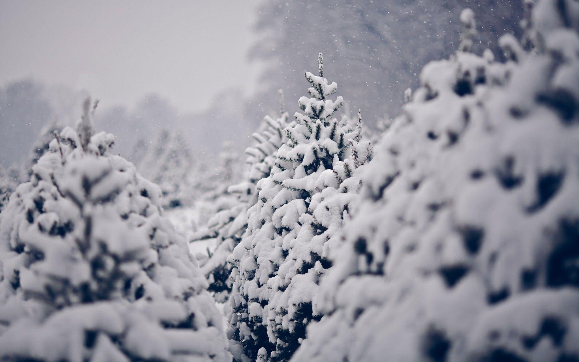 Snowy Wallpapers - Top Free Snowy Backgrounds - WallpaperAccess