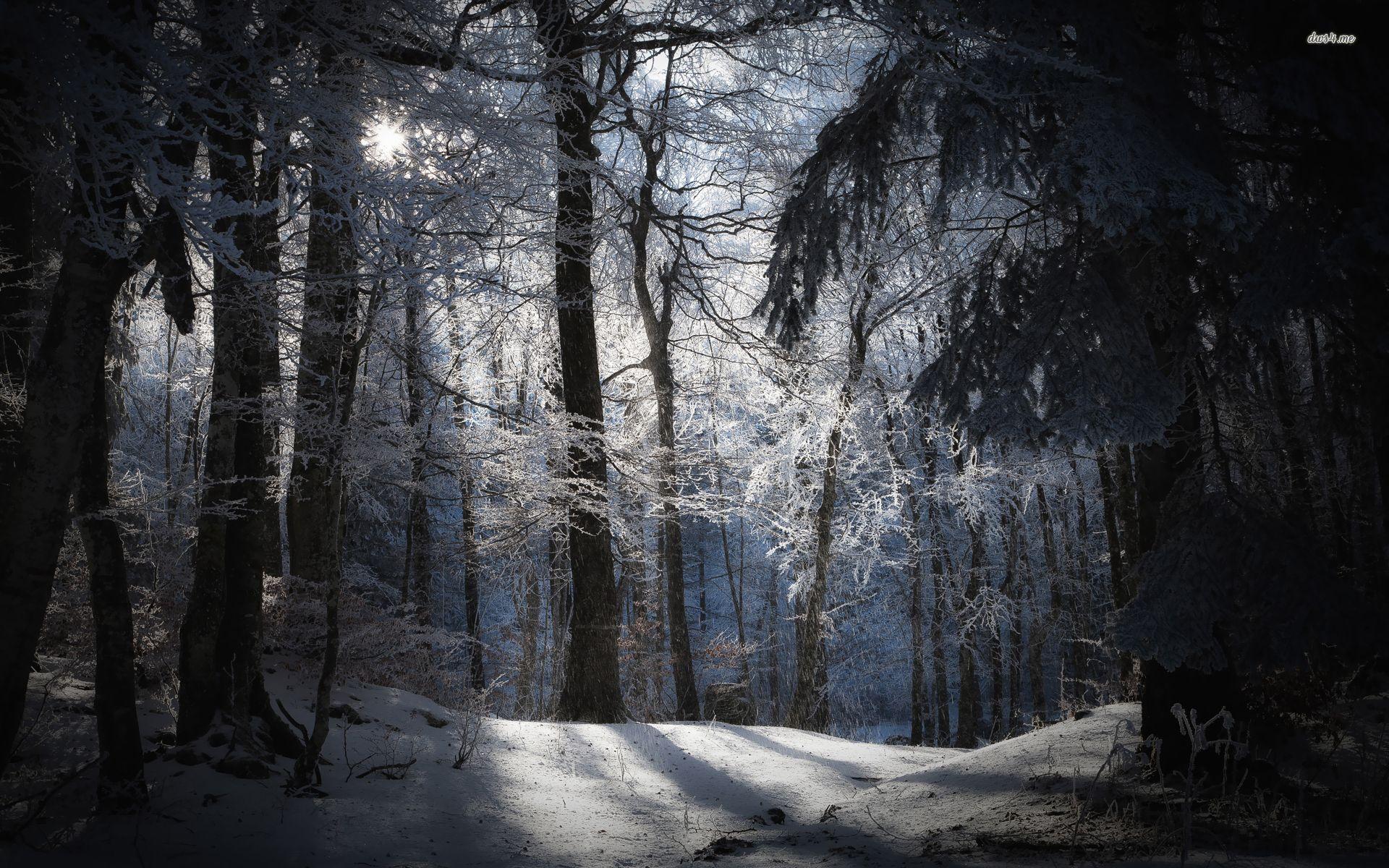 Snowy Forest Wallpapers - Top Free Snowy Forest Backgrounds ...
