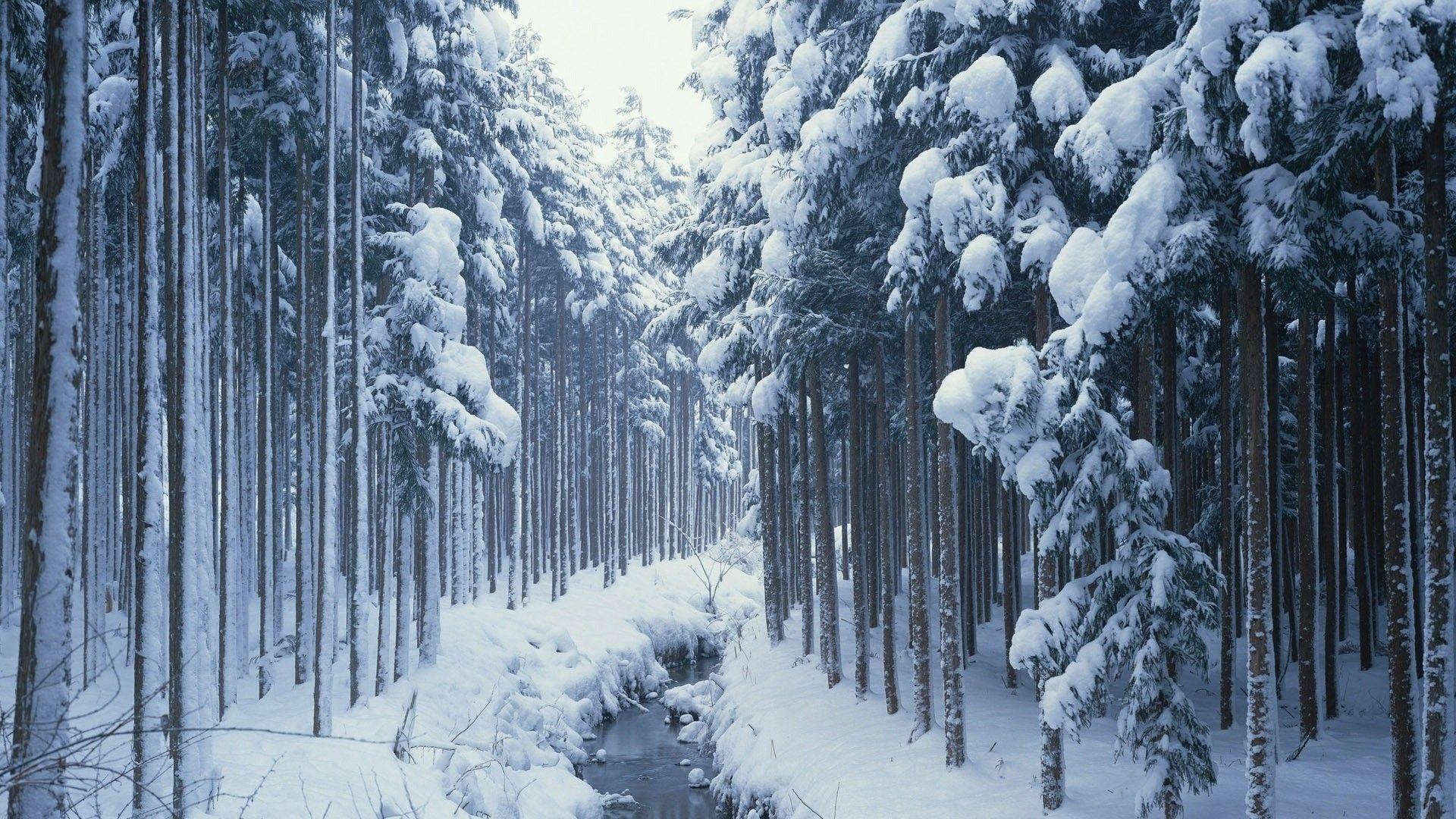 Snow Forest HD Wallpapers - Top Free Snow Forest HD Backgrounds ...