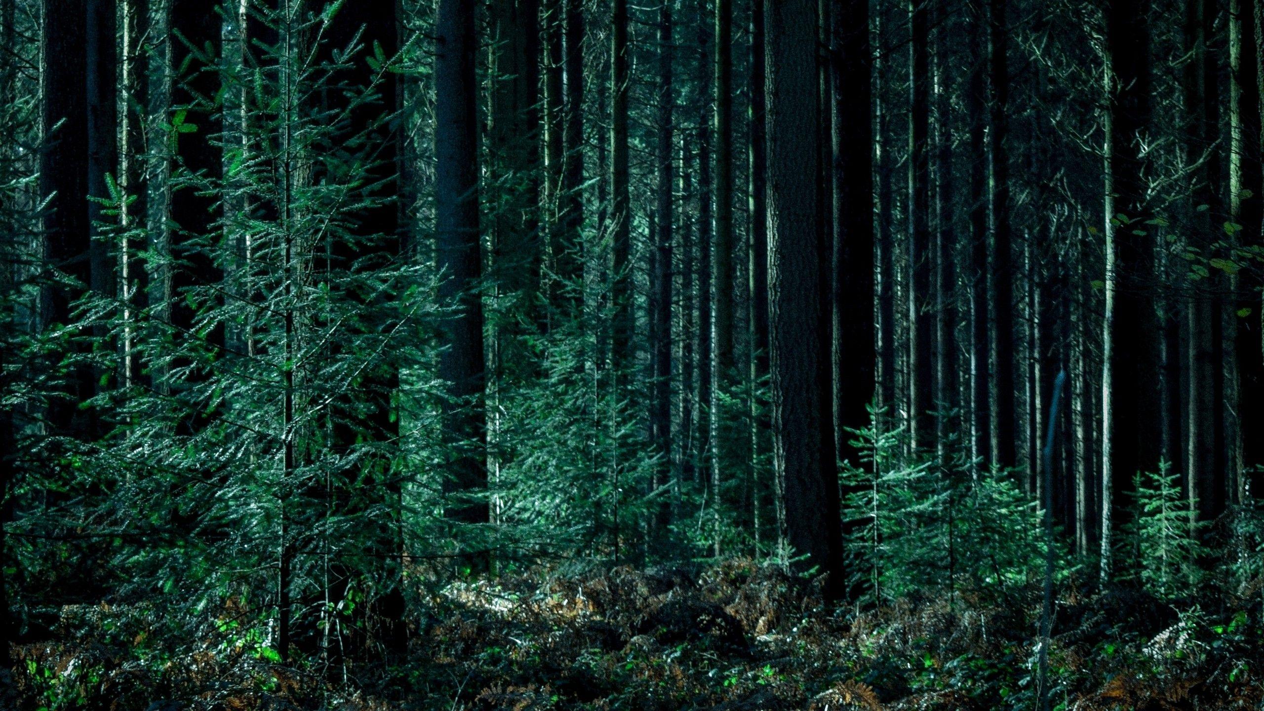 Cozy Forest Wallpapers - Top Free Cozy Forest Backgrounds - WallpaperAccess