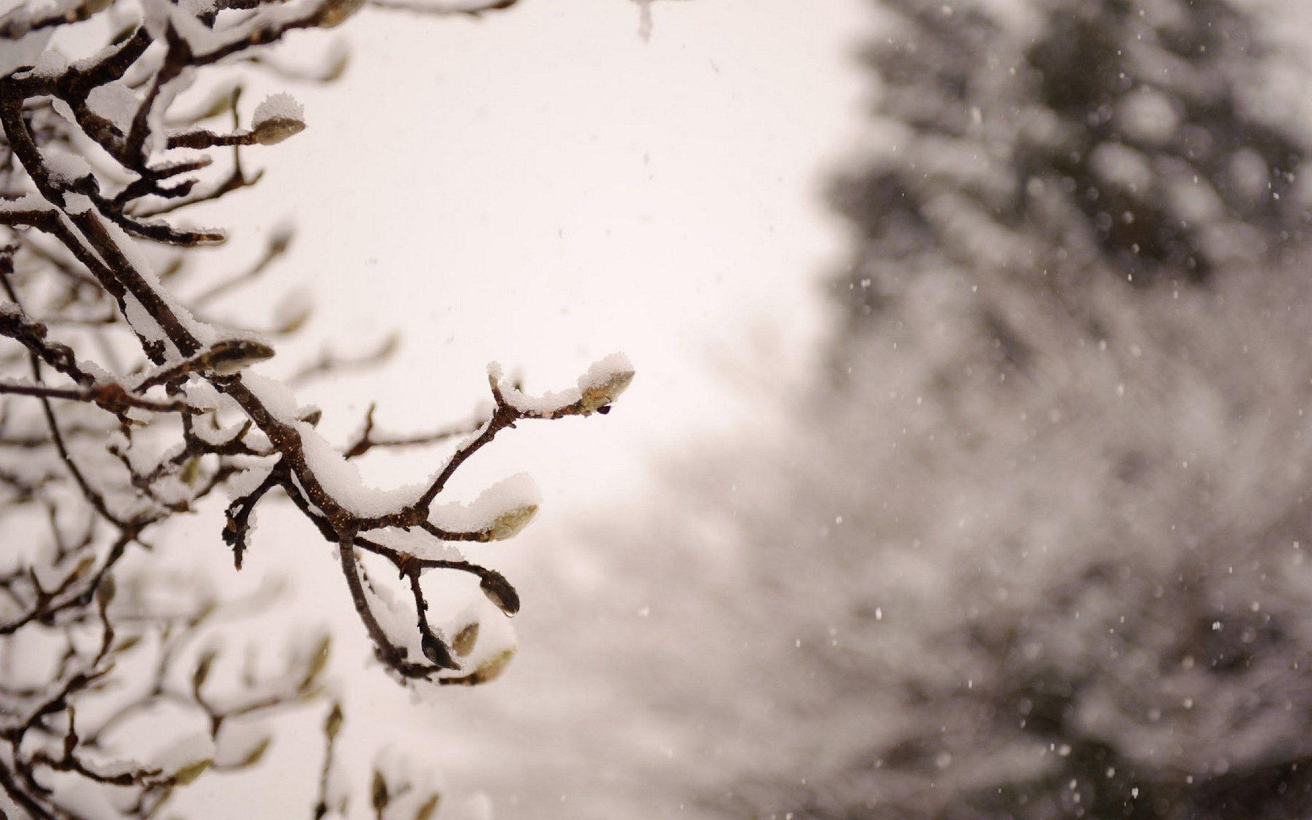 Snow Trees Wallpapers - Top Free Snow Trees Backgrounds - WallpaperAccess