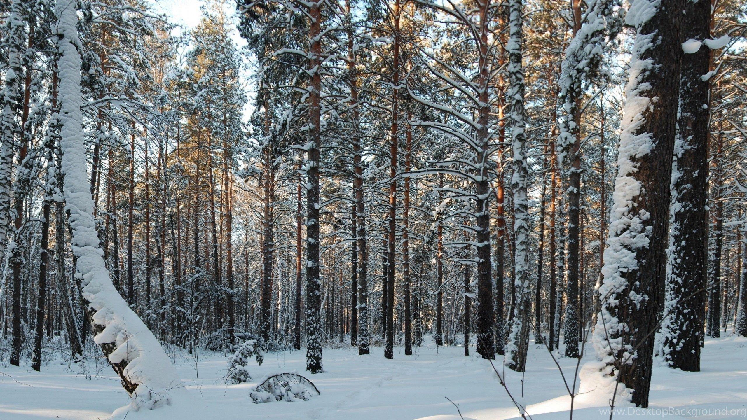 Snowy Forest Wallpapers - Top Free Snowy Forest Backgrounds ...