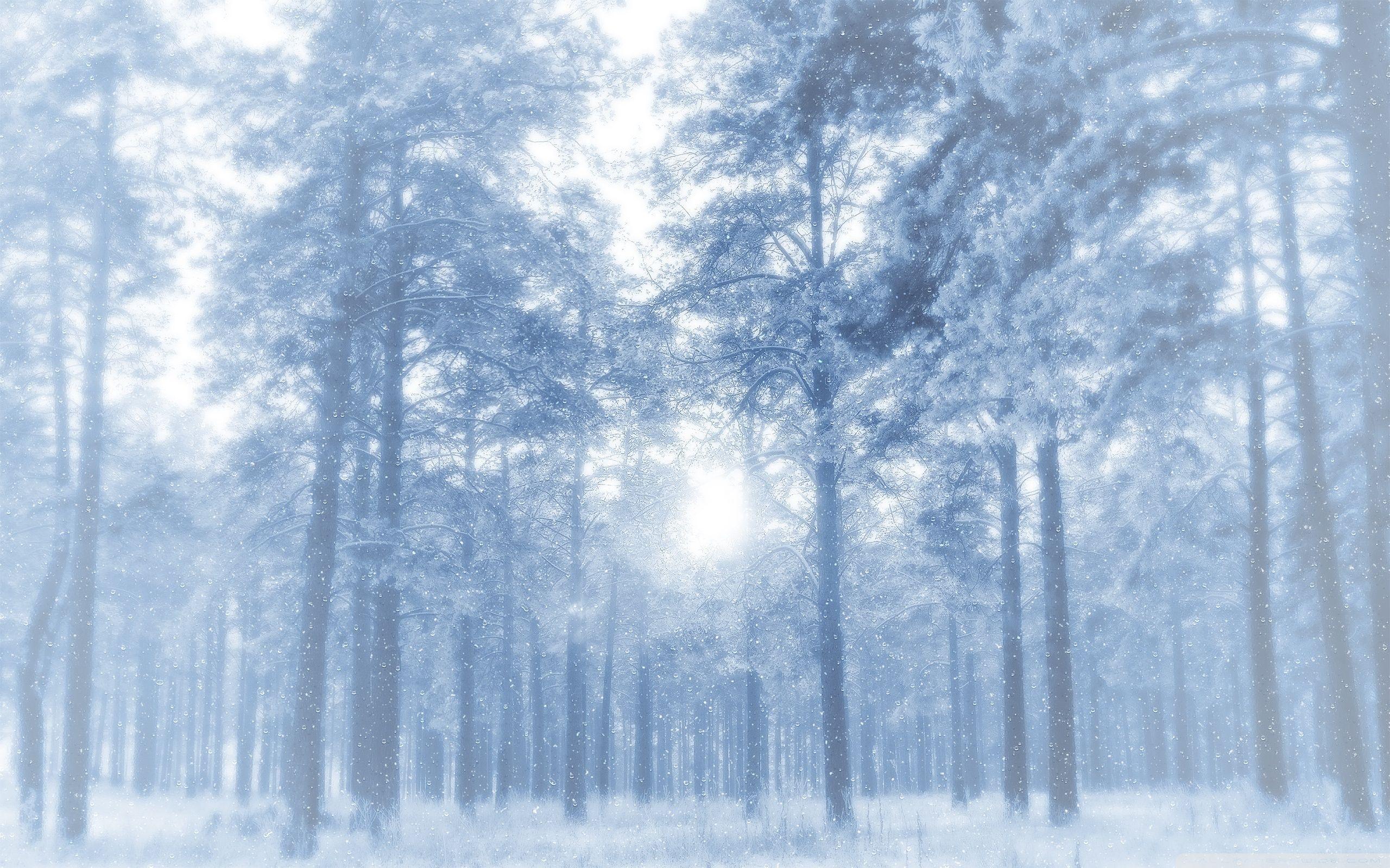 White Forest Wallpapers - Top Free White Forest Backgrounds ...
