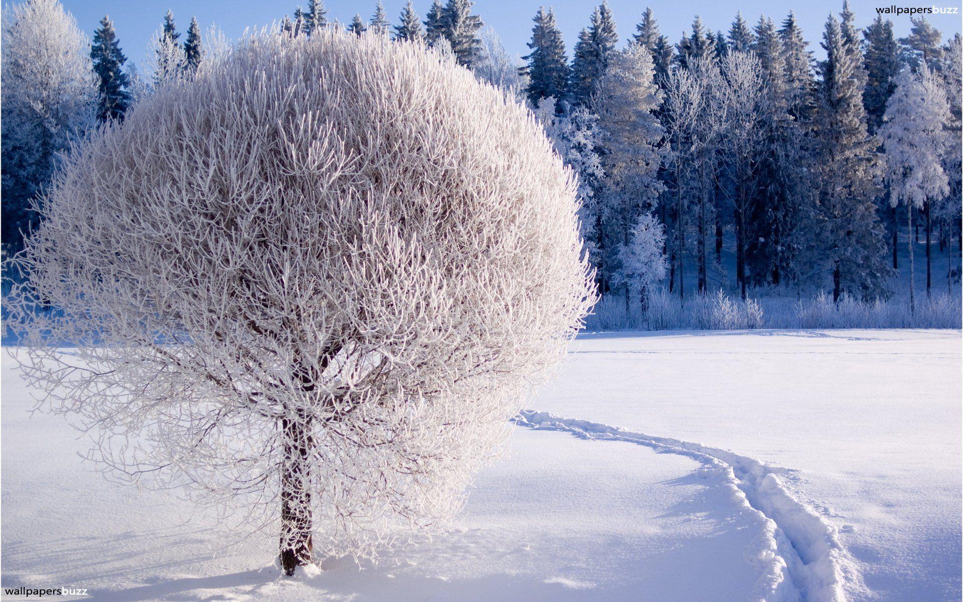 Snow Forest HD Wallpapers - Top Free Snow Forest HD Backgrounds ...