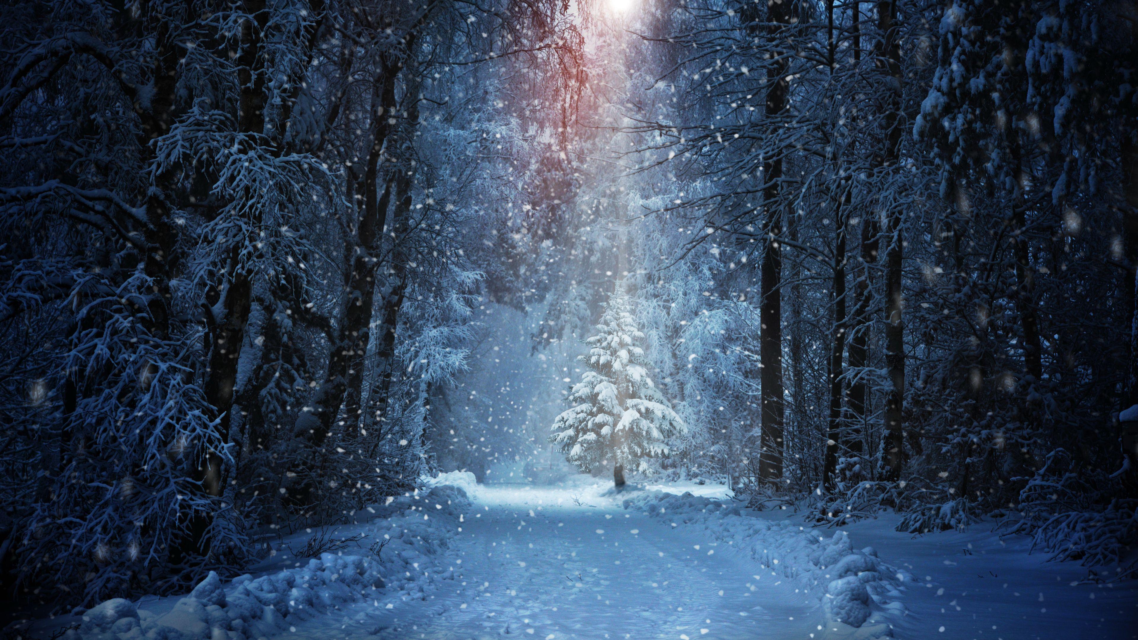 Snow Forest HD Wallpapers - Top Free Snow Forest HD Backgrounds ...