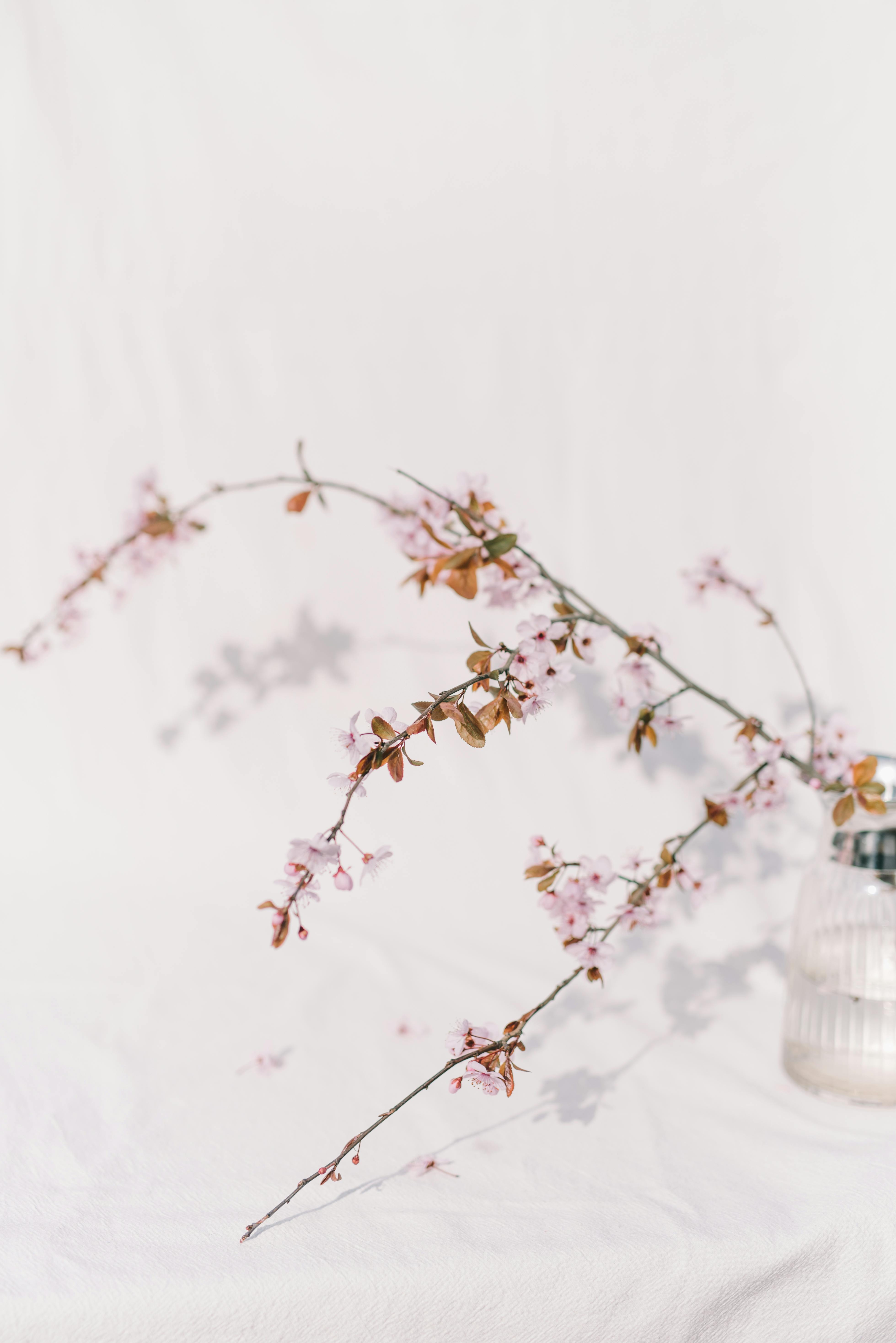 Minimalist Cherry Blossom Wallpapers - Top Free Minimalist Cherry ...