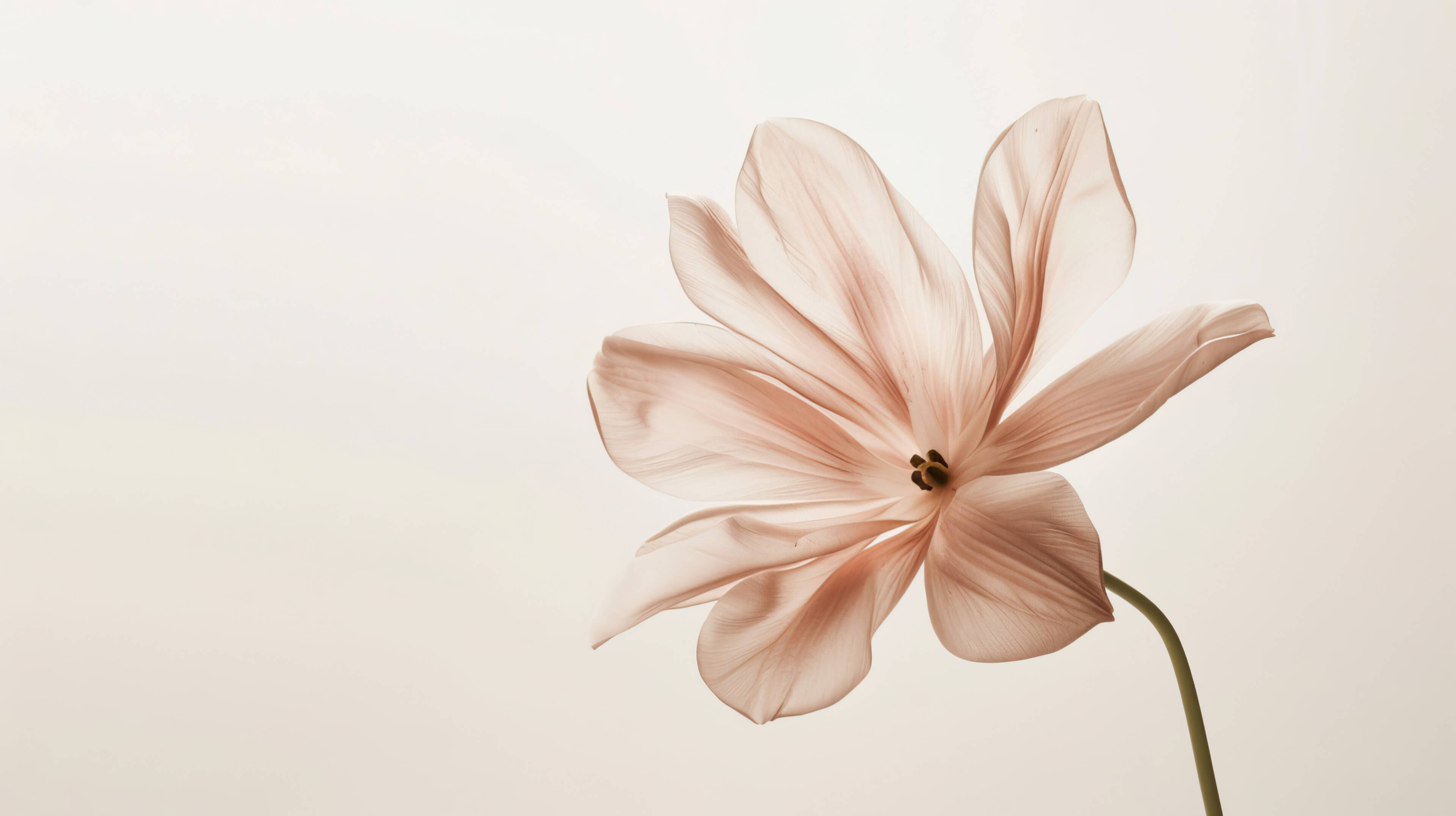 Minimalist Cherry Blossom Wallpapers - Top Free Minimalist Cherry ...