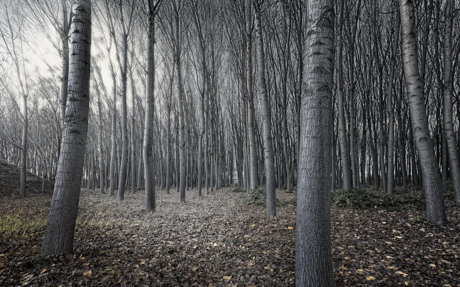 Black Tree Wallpapers - Top Free Black Tree Backgrounds - WallpaperAccess
