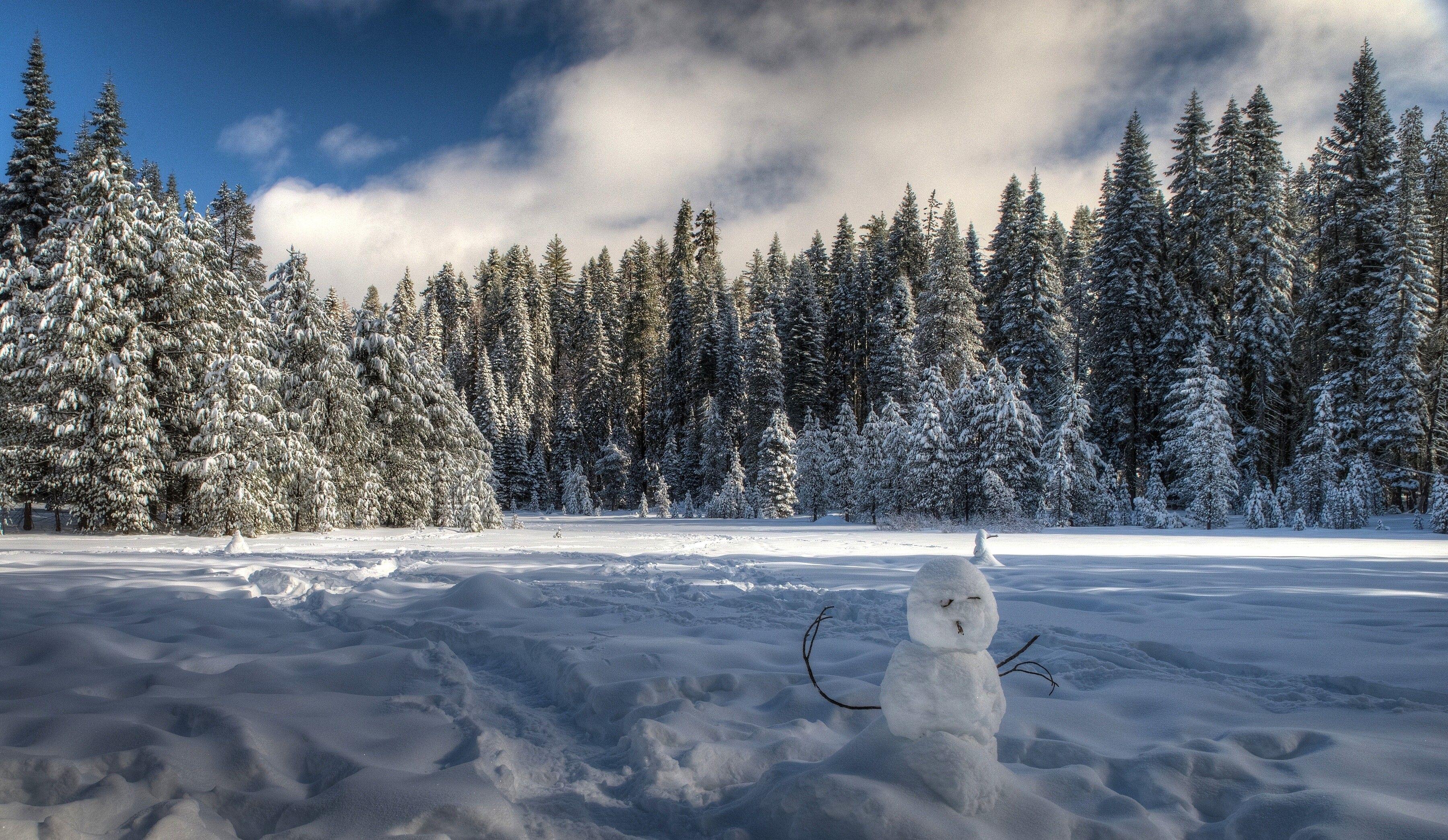 Winter Forest Desktop Wallpapers - Top Free Winter Forest Desktop ...