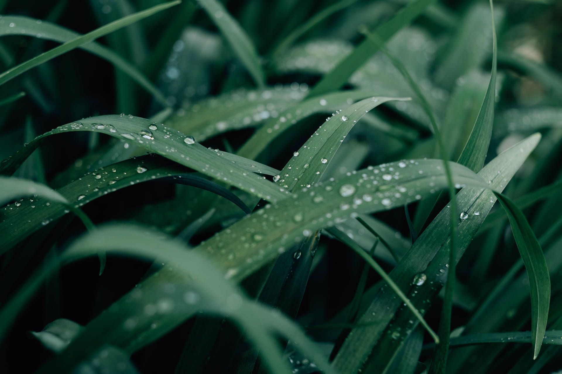 Wet Grass Wallpapers - Top Free Wet Grass Backgrounds - WallpaperAccess