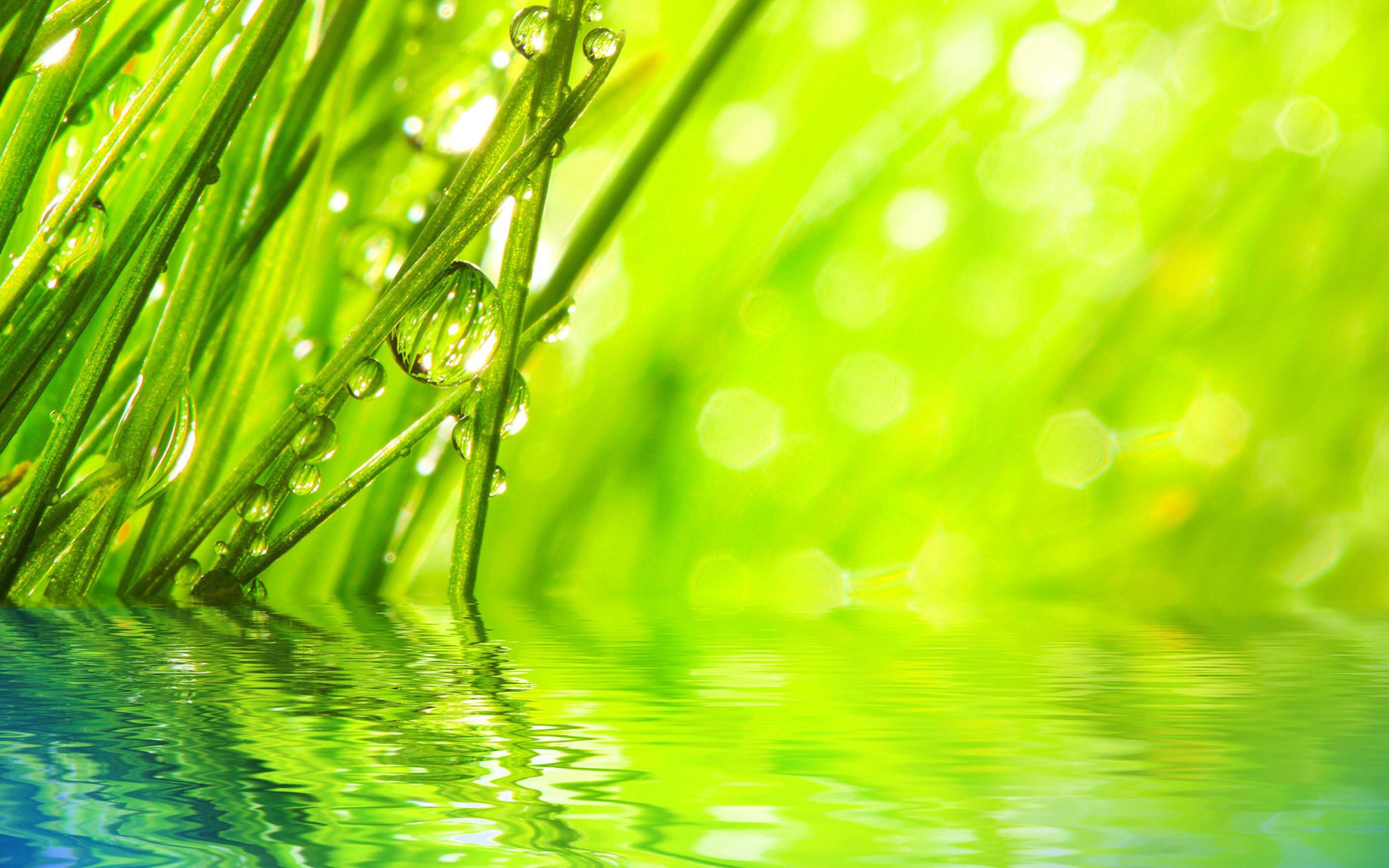 Wet Grass Wallpapers - Top Free Wet Grass Backgrounds - WallpaperAccess
