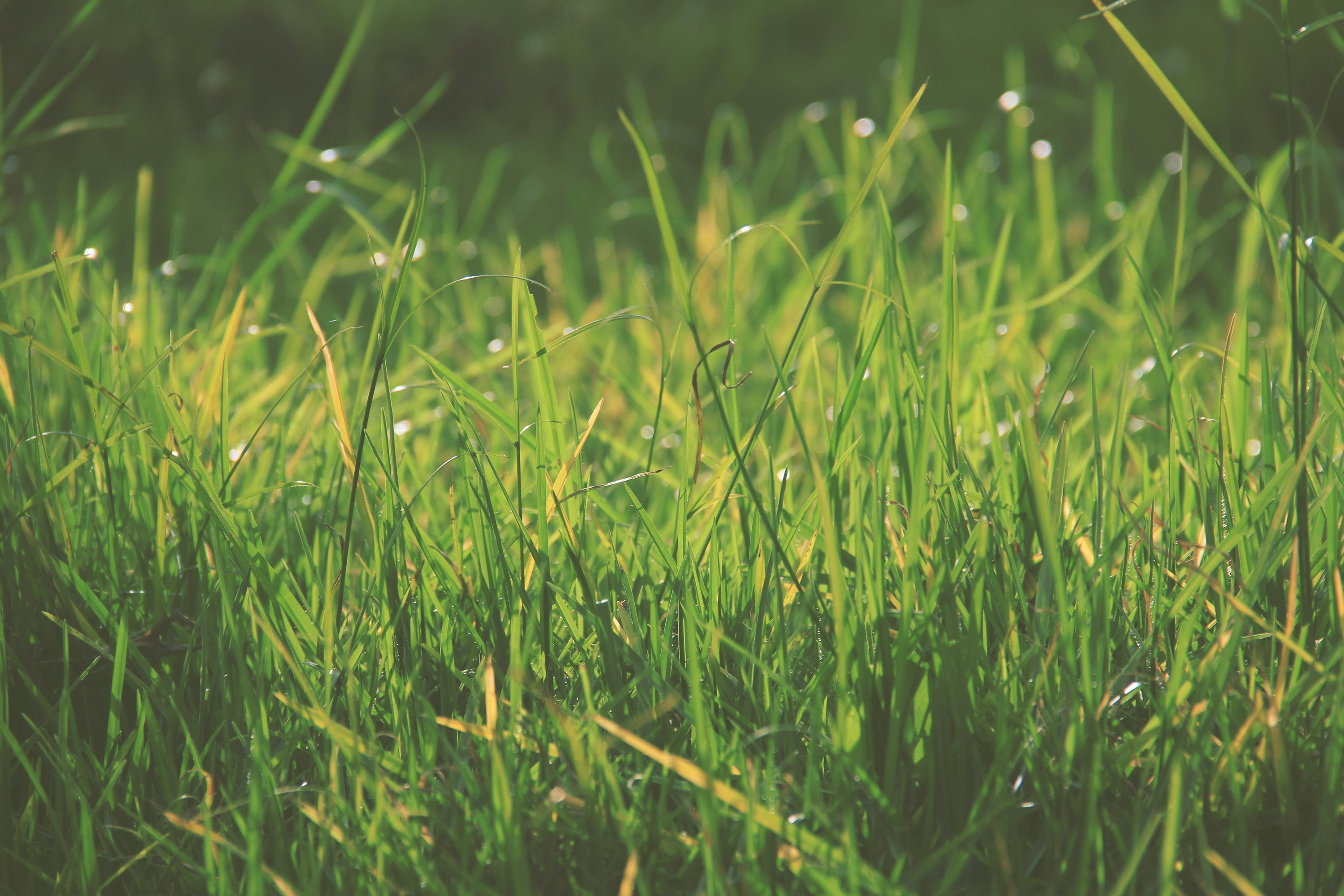 Wet Grass Wallpapers - Top Free Wet Grass Backgrounds - WallpaperAccess