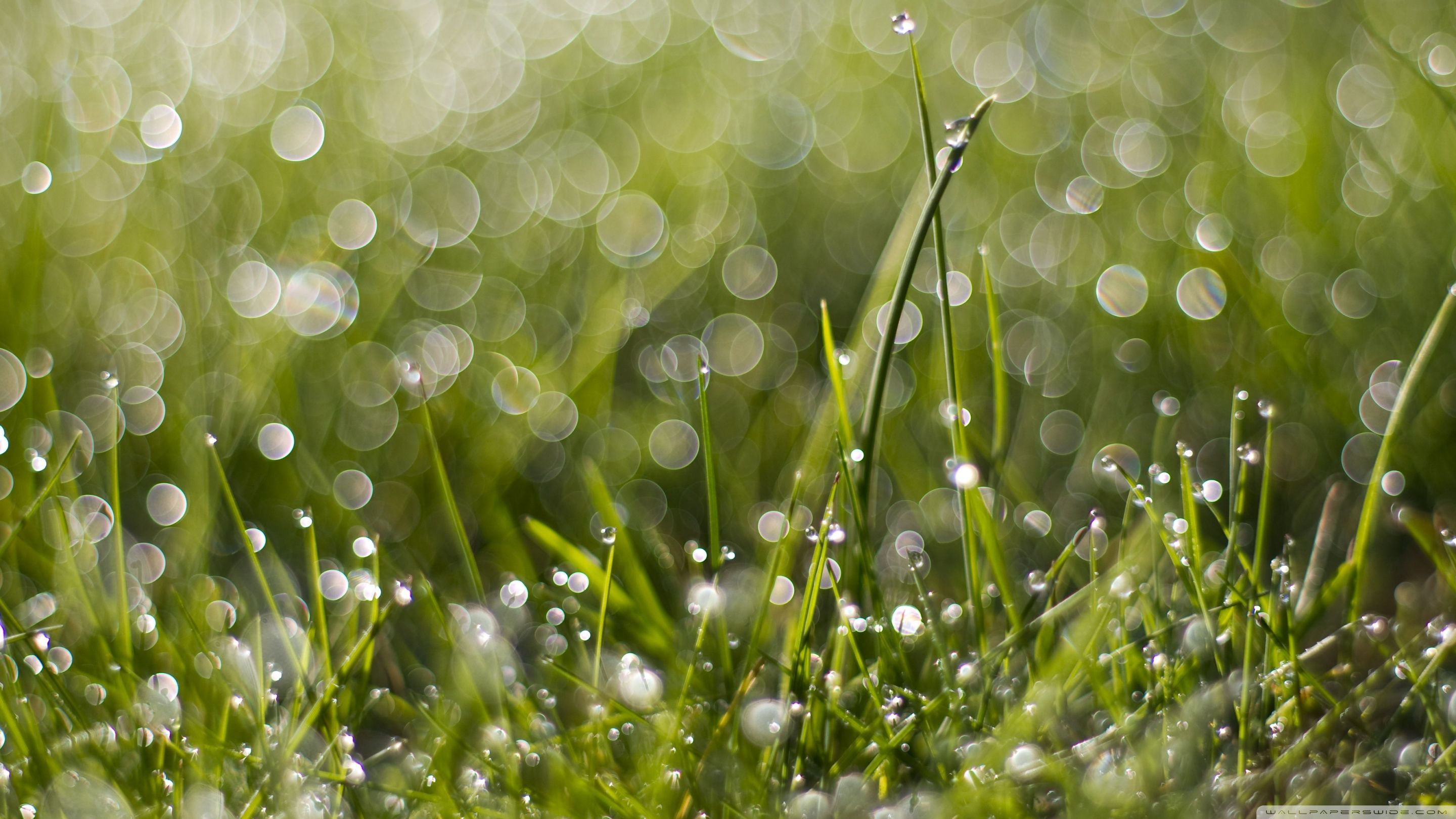 Wet Grass Wallpapers - Top Free Wet Grass Backgrounds - WallpaperAccess