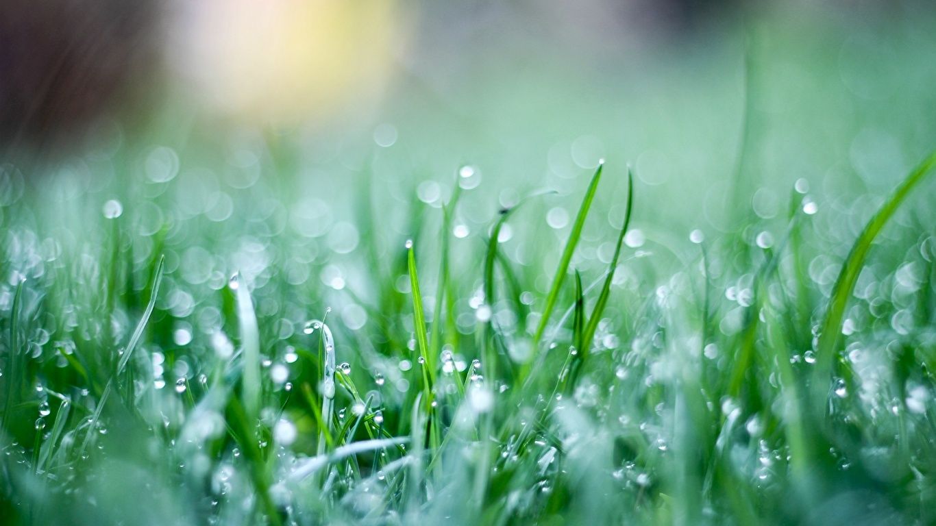 Wet Grass Wallpapers - Top Free Wet Grass Backgrounds - WallpaperAccess