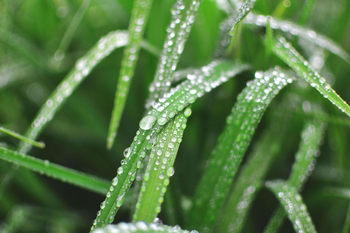 Wet Grass Wallpapers - Top Free Wet Grass Backgrounds - WallpaperAccess