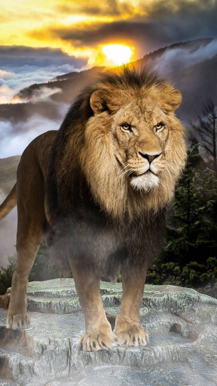 Real Lion Wallpapers - Top Free Real Lion Backgrounds - WallpaperAccess
