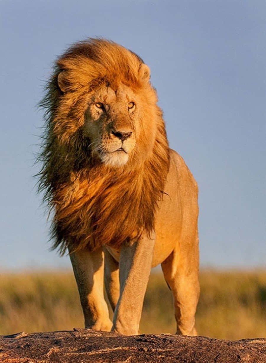 Real Lion Wallpapers - Top Free Real Lion Backgrounds - WallpaperAccess