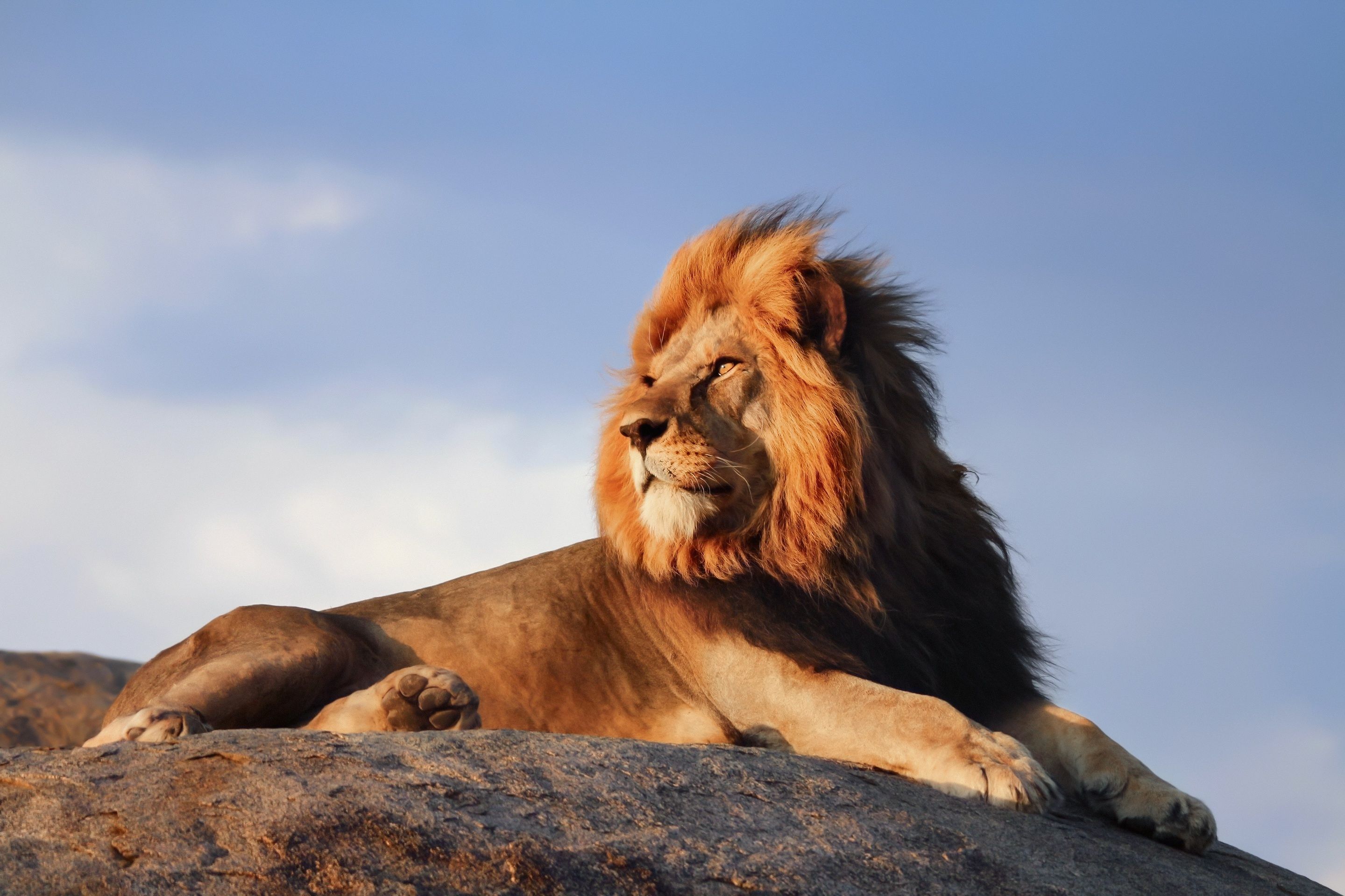 Real Lion Wallpapers - Top Free Real Lion Backgrounds - WallpaperAccess