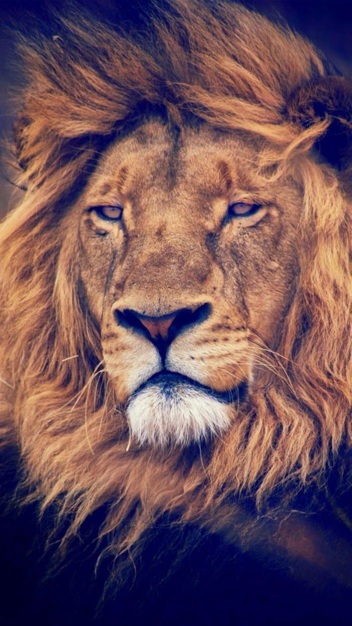 Real Lion Wallpapers - Top Free Real Lion Backgrounds - WallpaperAccess
