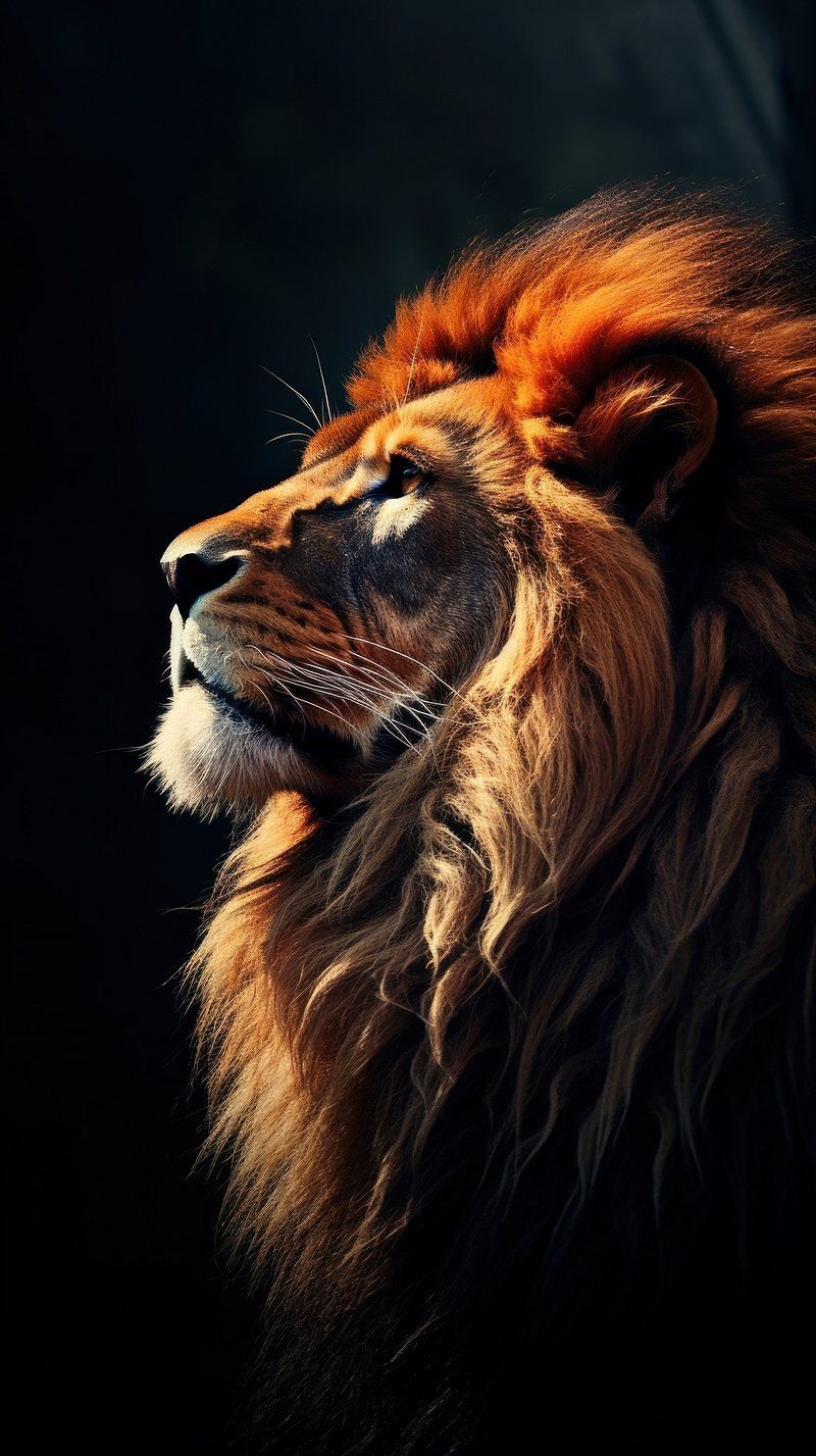 Real Lion Wallpapers - Top Free Real Lion Backgrounds - WallpaperAccess