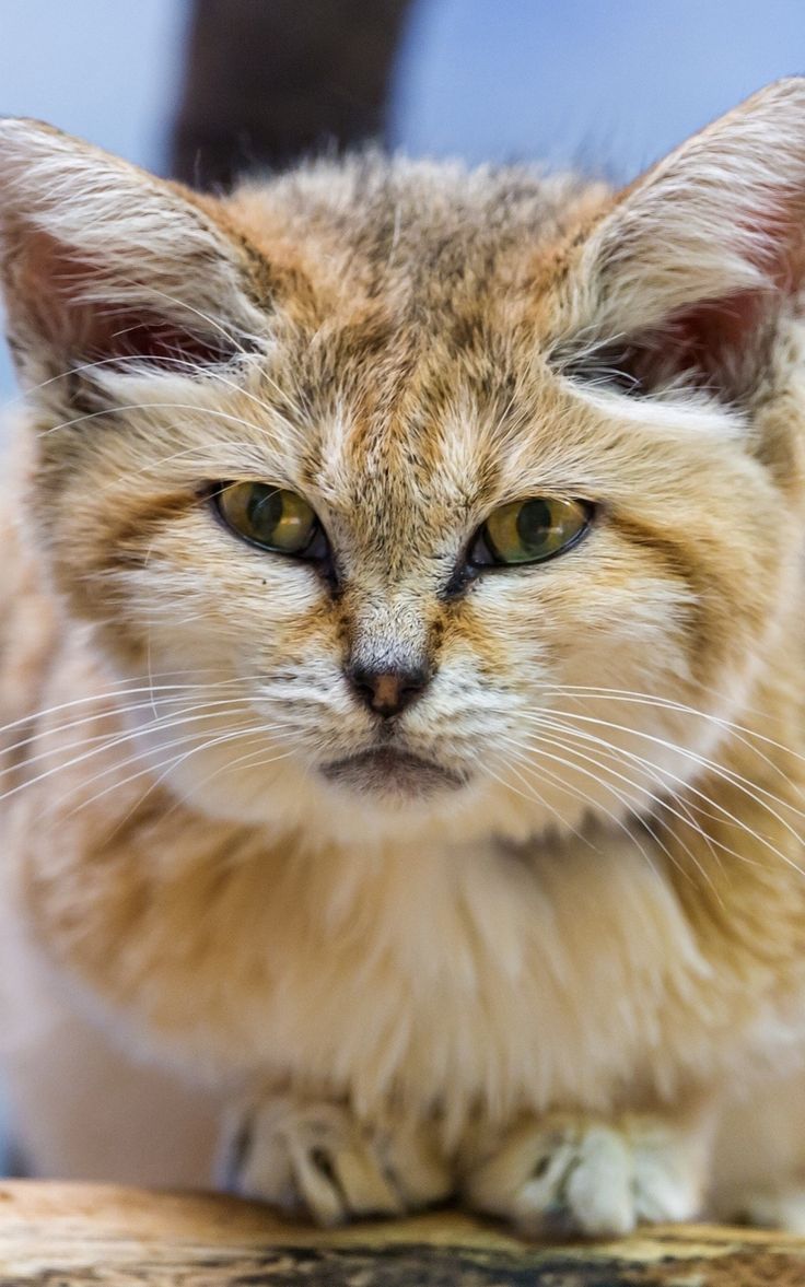 Pussycat Wallpapers - Top Free Pussycat Backgrounds - WallpaperAccess