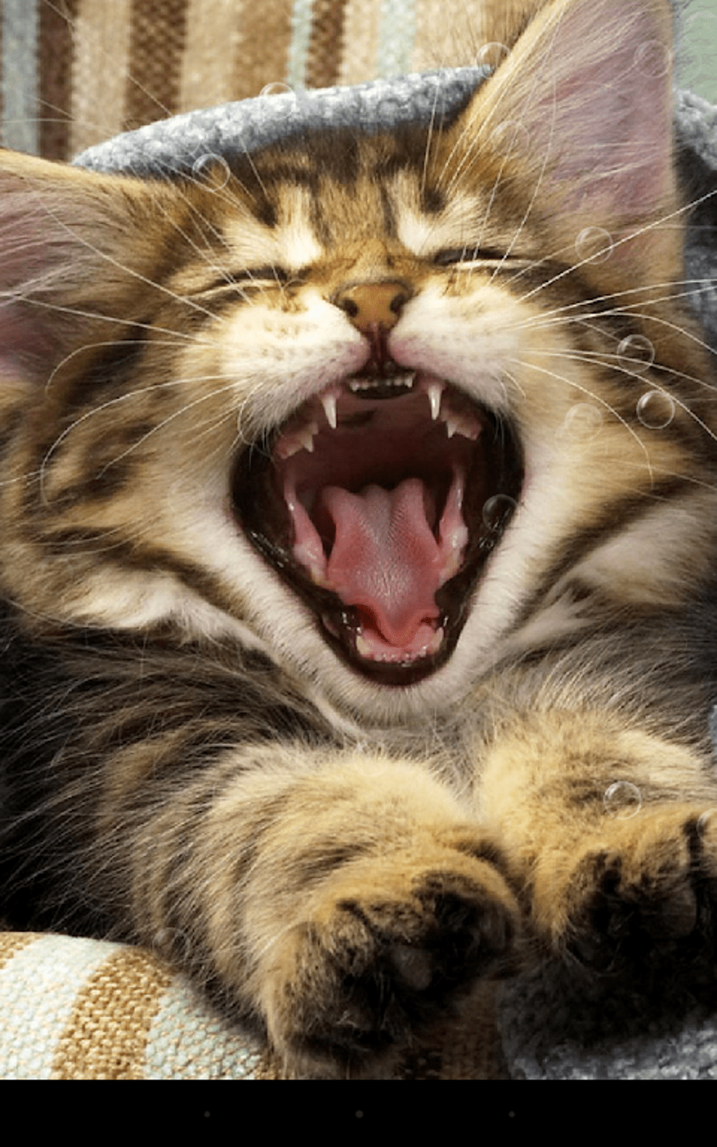 Pussycat Wallpapers - Top Free Pussycat Backgrounds - WallpaperAccess