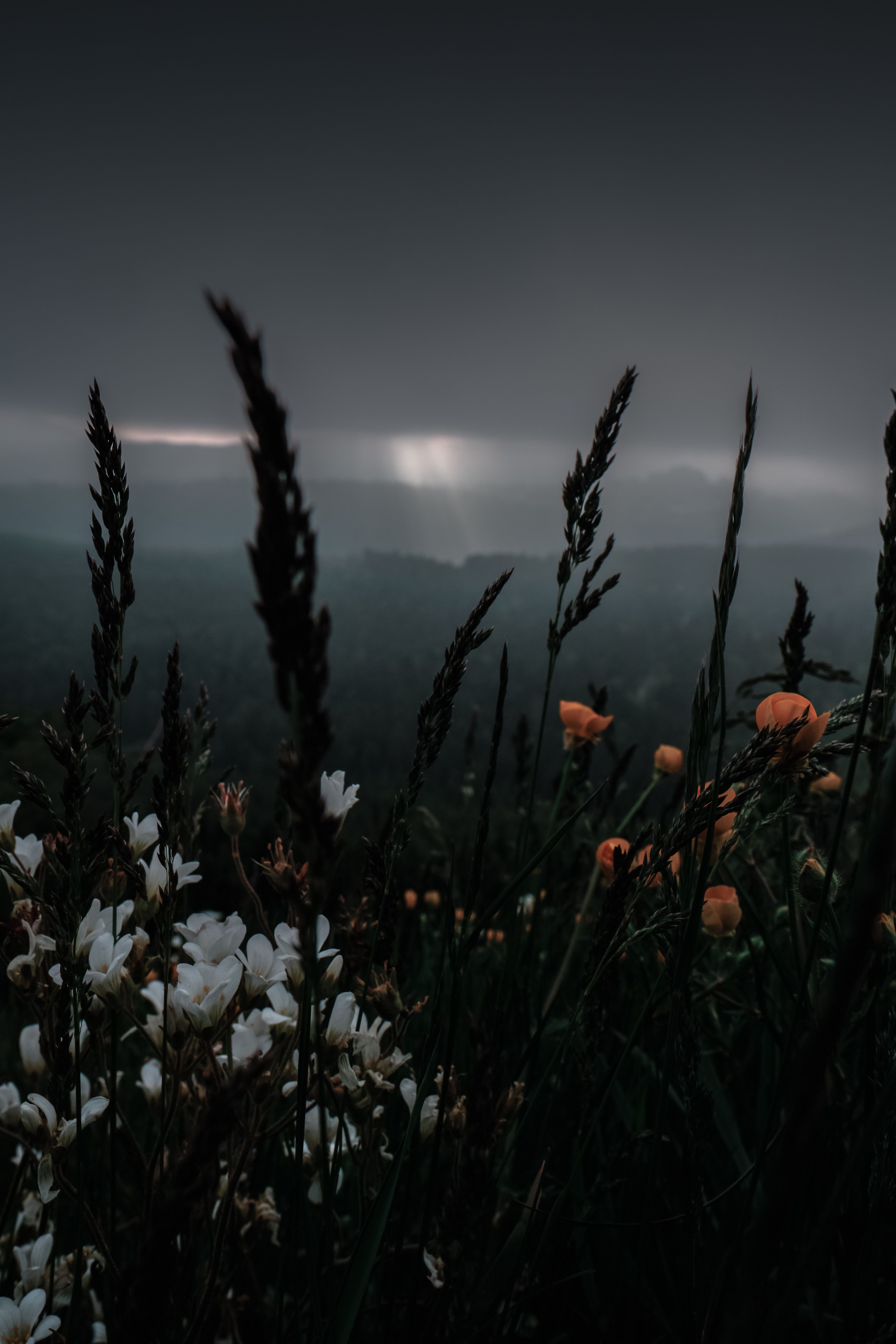 Dark Nature Aesthetic Wallpapers - Top Free Dark Nature Aesthetic ...