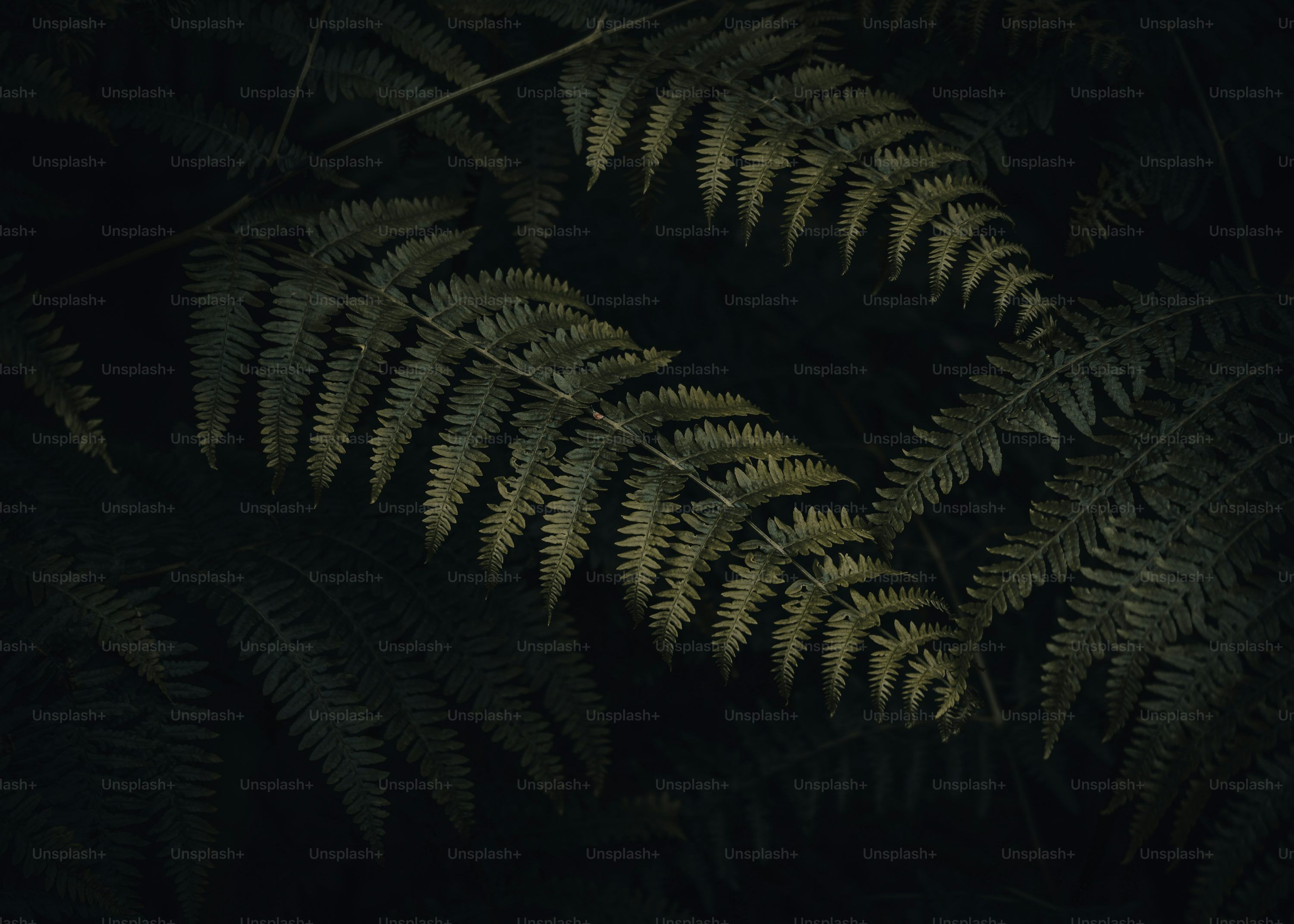 Dark Nature Aesthetic Wallpapers - Top Free Dark Nature Aesthetic ...