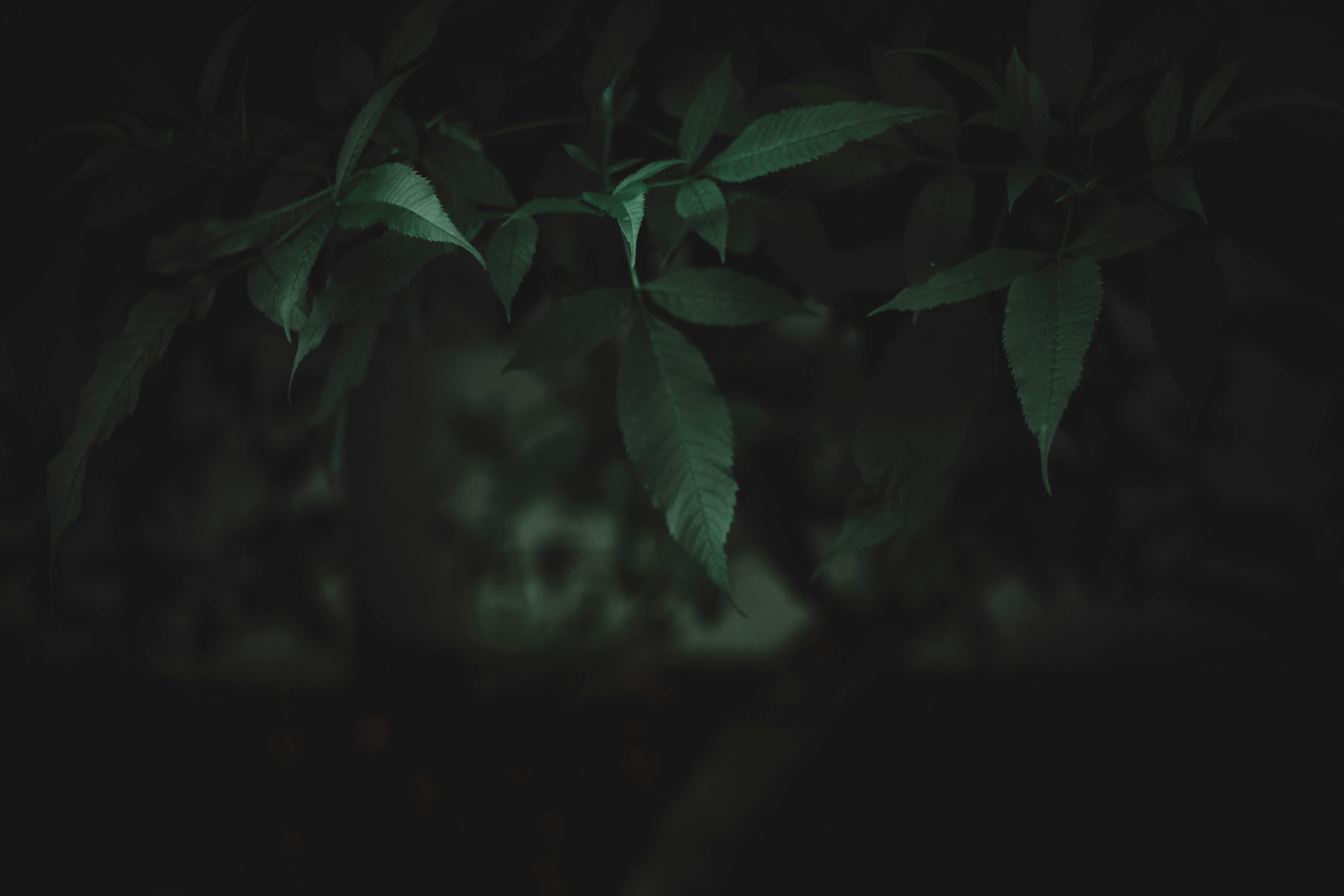 Dark Nature Aesthetic Wallpapers - Top Free Dark Nature Aesthetic ...