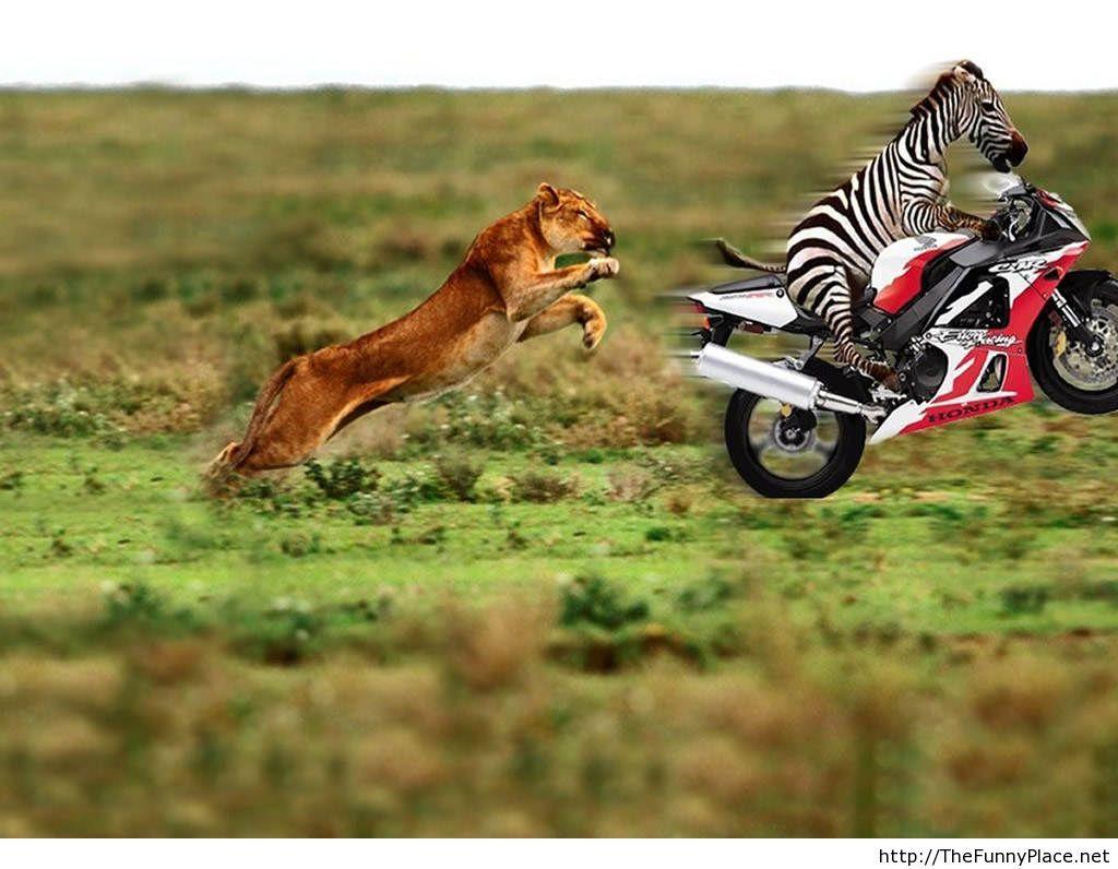 Funny Animal HD Wallpapers - Top Free Funny Animal HD Backgrounds ...