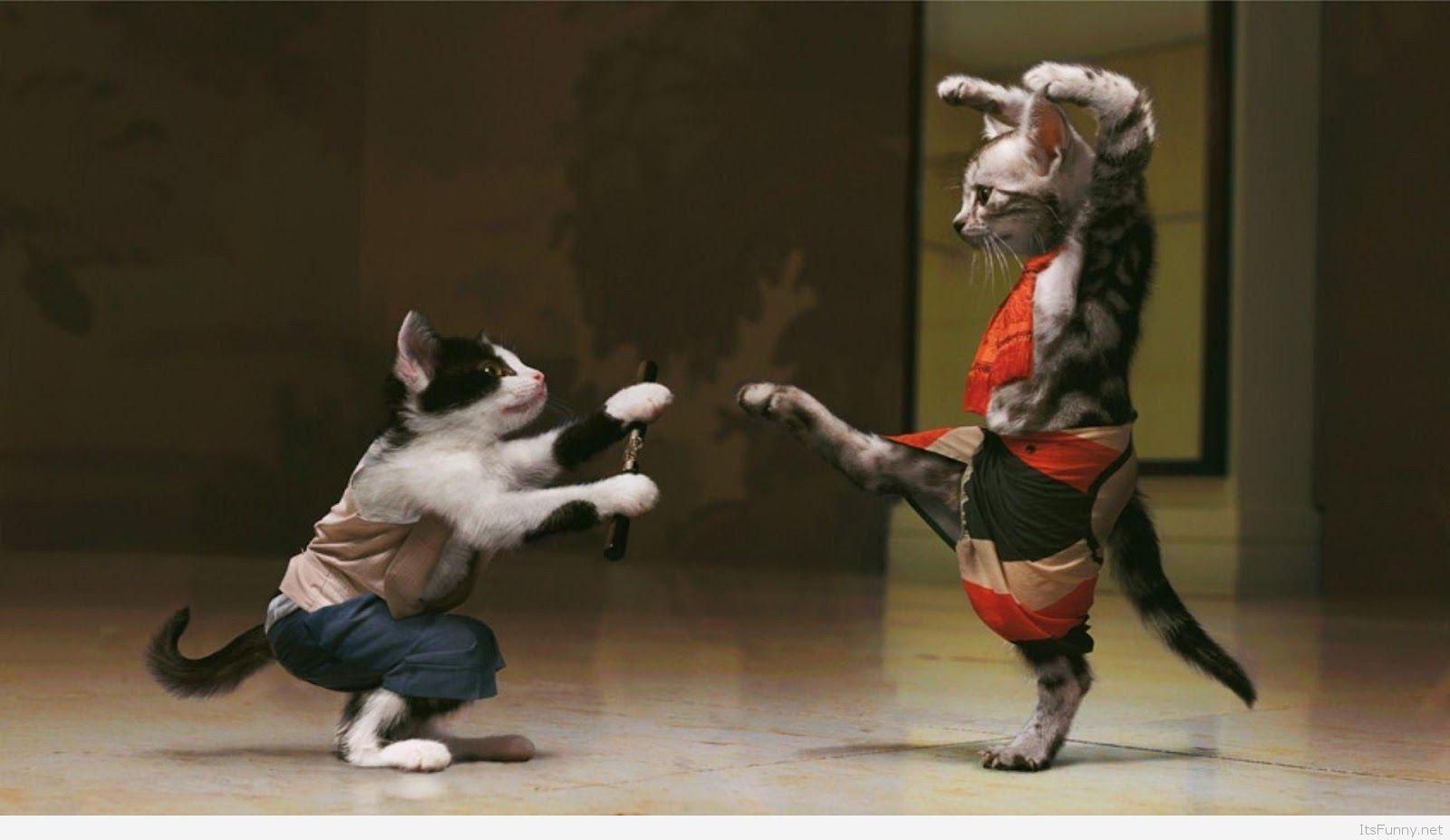 Cute Funny Animal HD Wallpapers - Top Free Cute Funny Animal HD ...