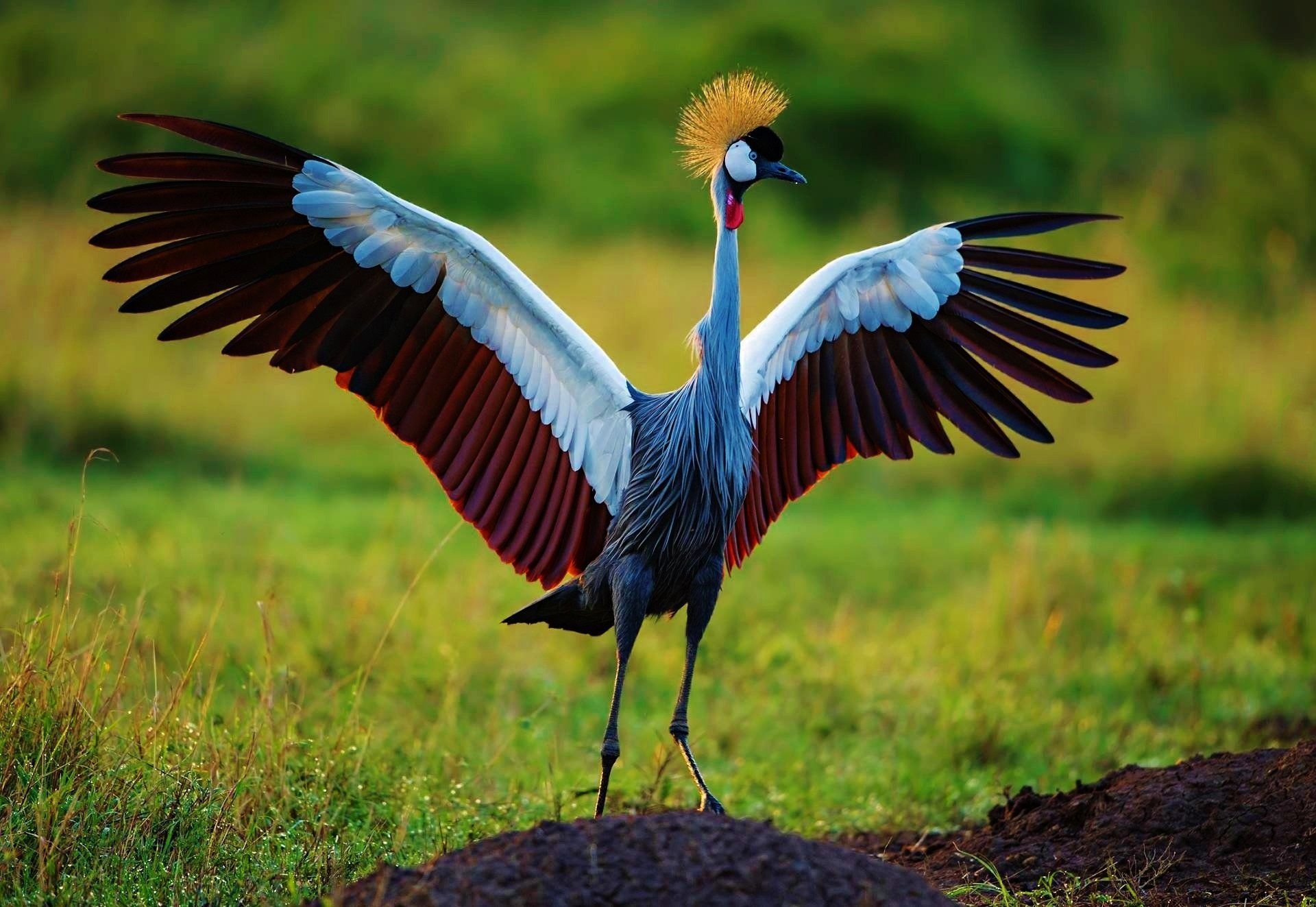 Uganda Wallpapers - Top Free Uganda Backgrounds - WallpaperAccess