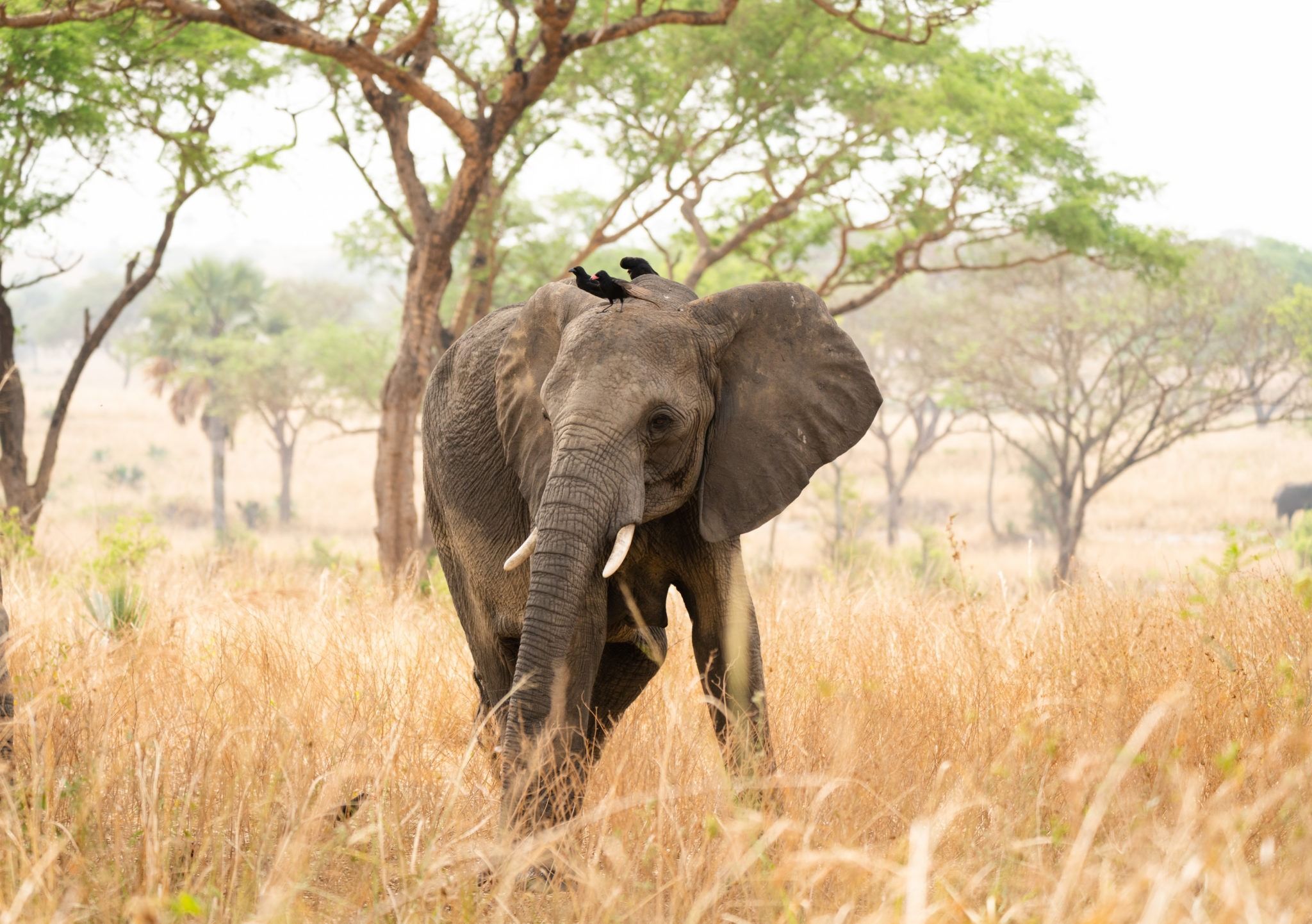 Uganda Wallpapers - Top Free Uganda Backgrounds - WallpaperAccess