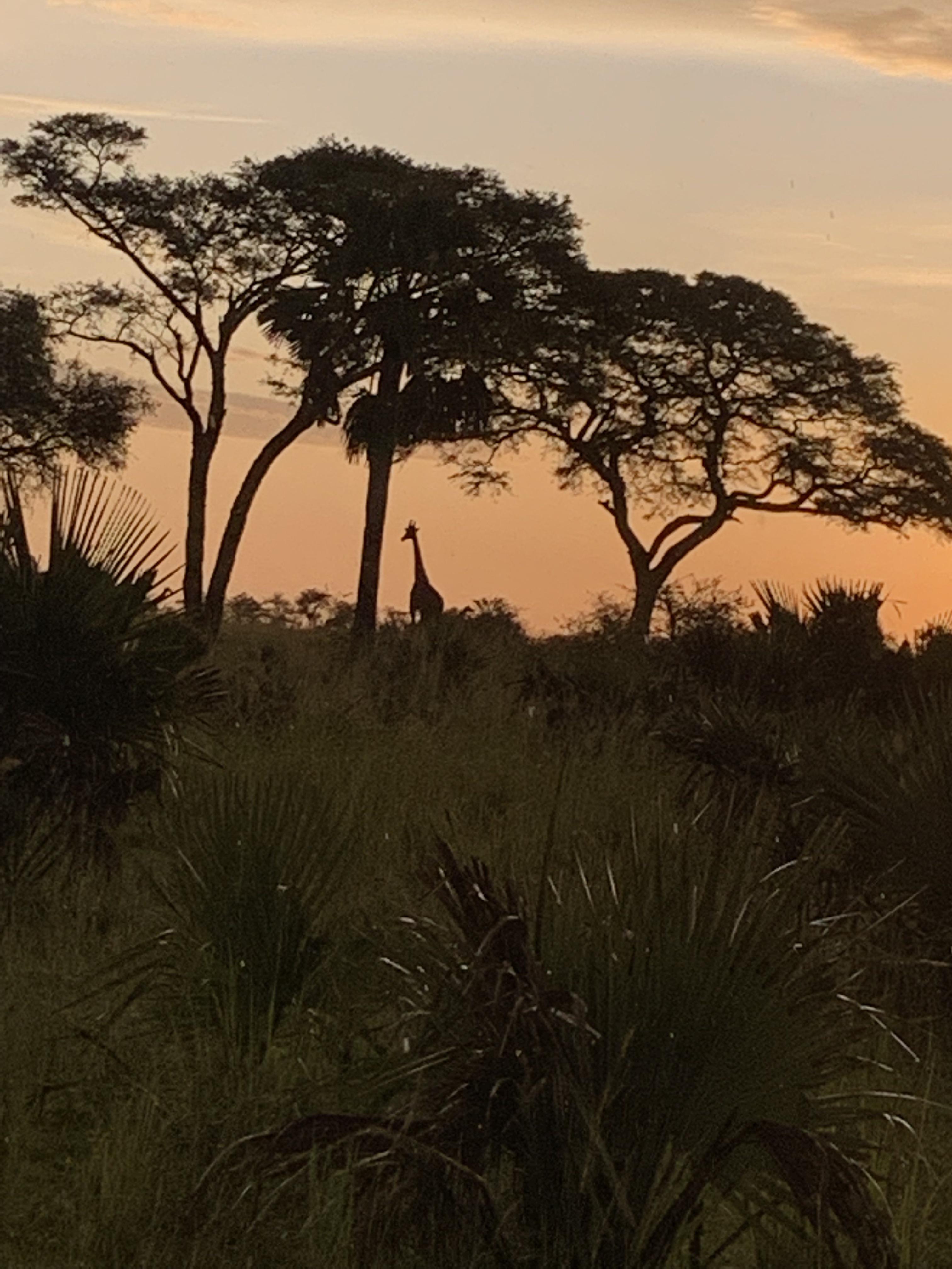Uganda Wallpapers - Top Free Uganda Backgrounds - WallpaperAccess