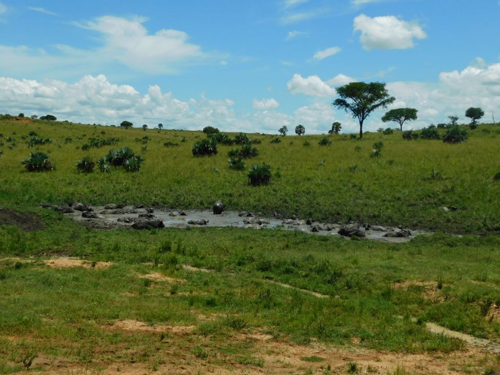 Uganda Wallpapers - Top Free Uganda Backgrounds - WallpaperAccess