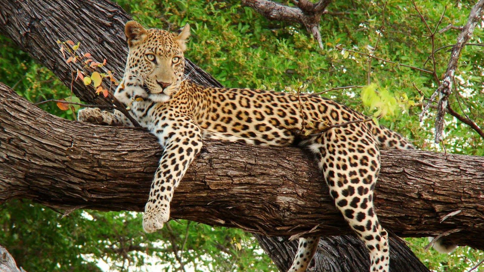 Uganda Wallpapers - Top Free Uganda Backgrounds - WallpaperAccess